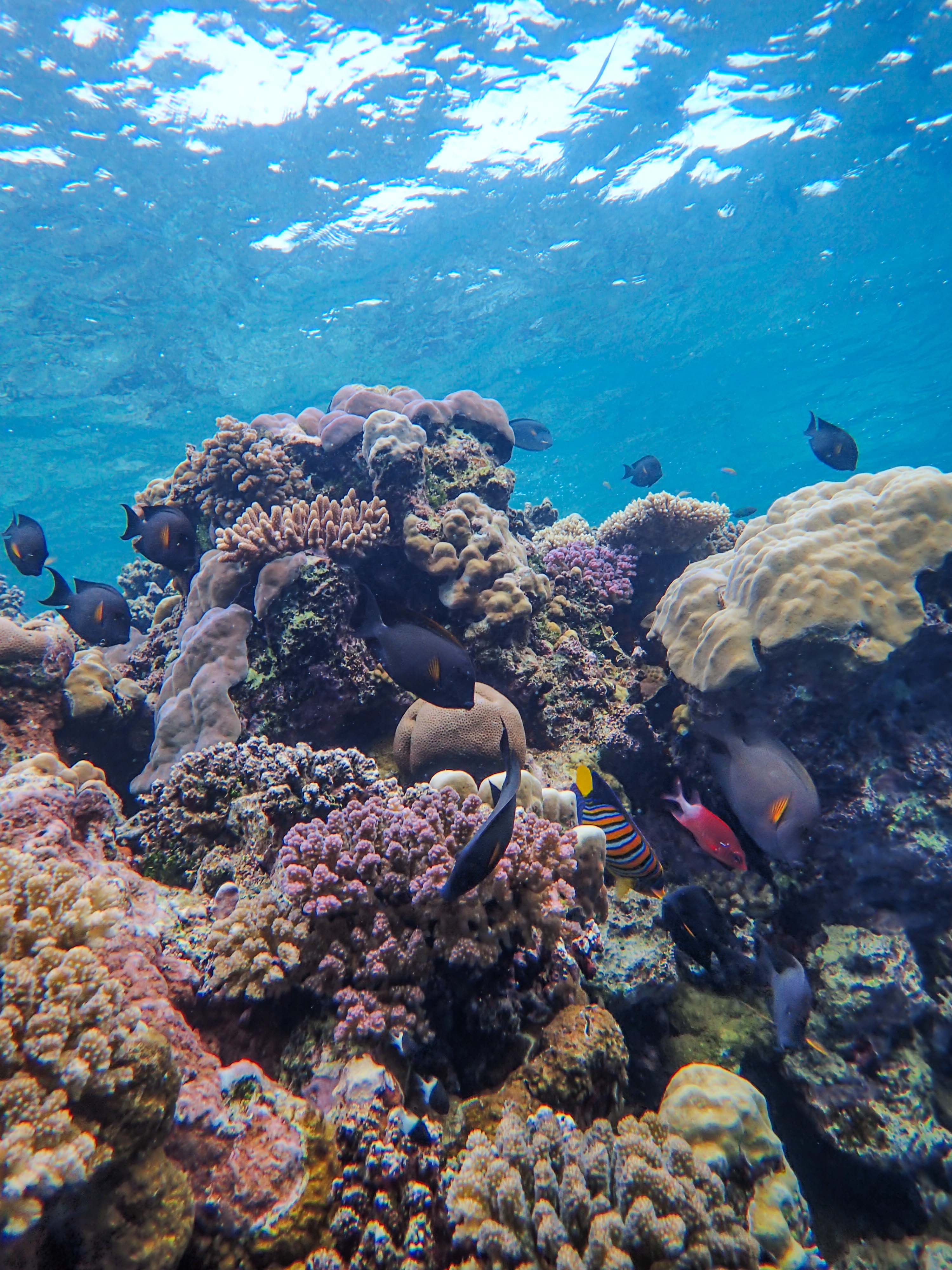 Gray and Black Coral Reef · Free Stock Photo