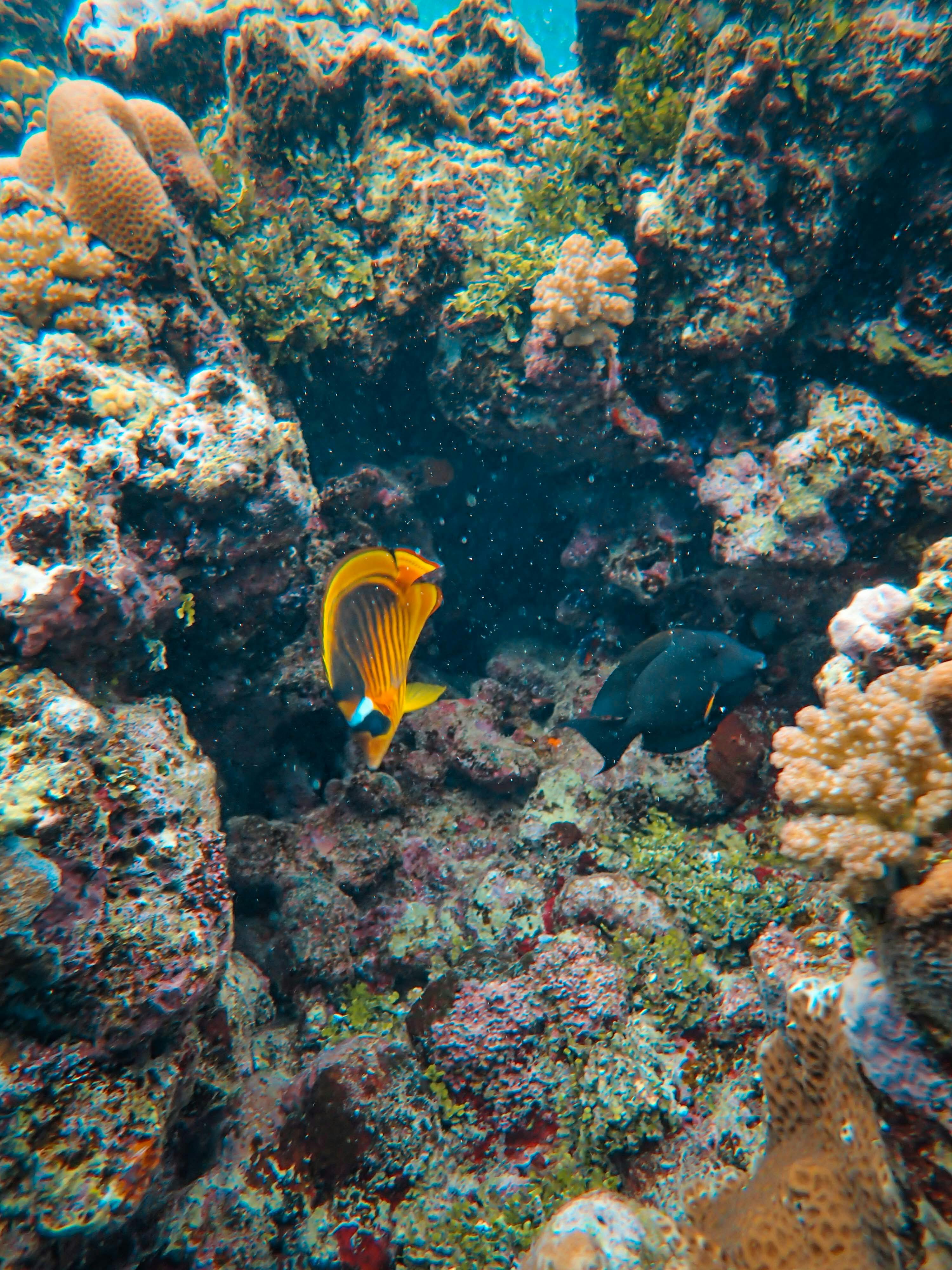 Orange Fish in Ocean · Free Stock Photo