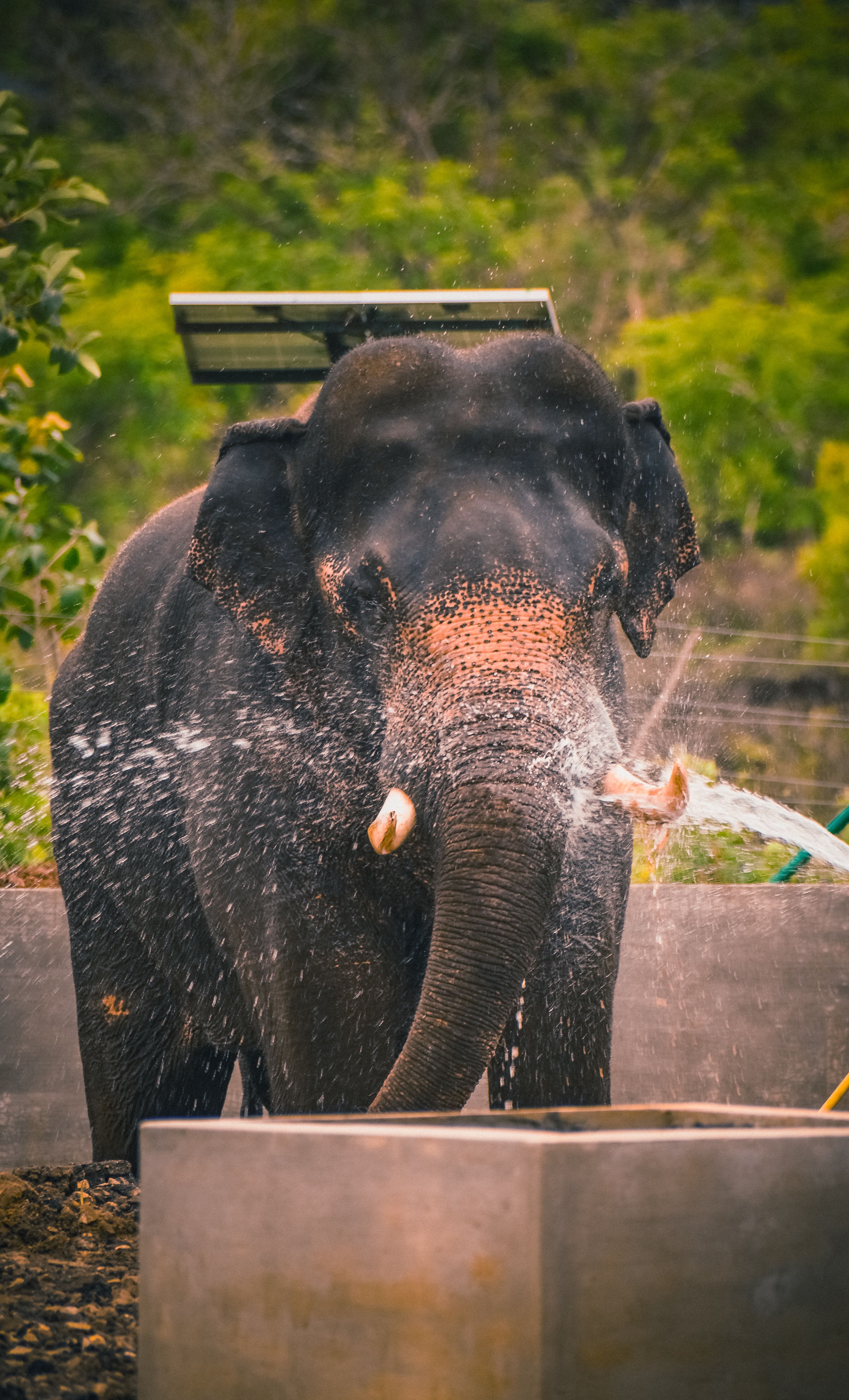 Elephant 4k Photos, Download The BEST Free Elephant 4k Stock Photos ...