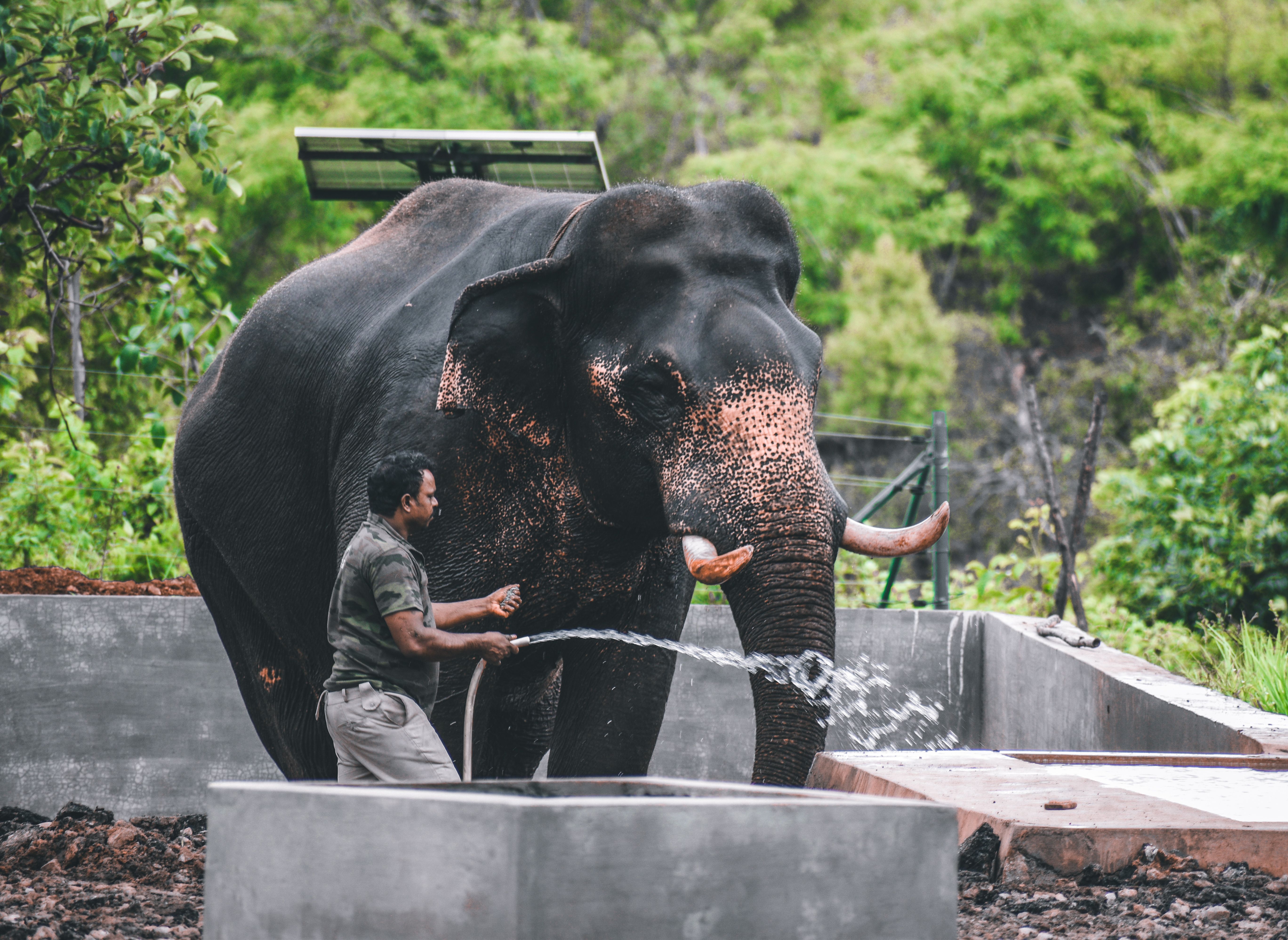 Elephant 4k Photos, Download The BEST Free Elephant 4k Stock Photos ...