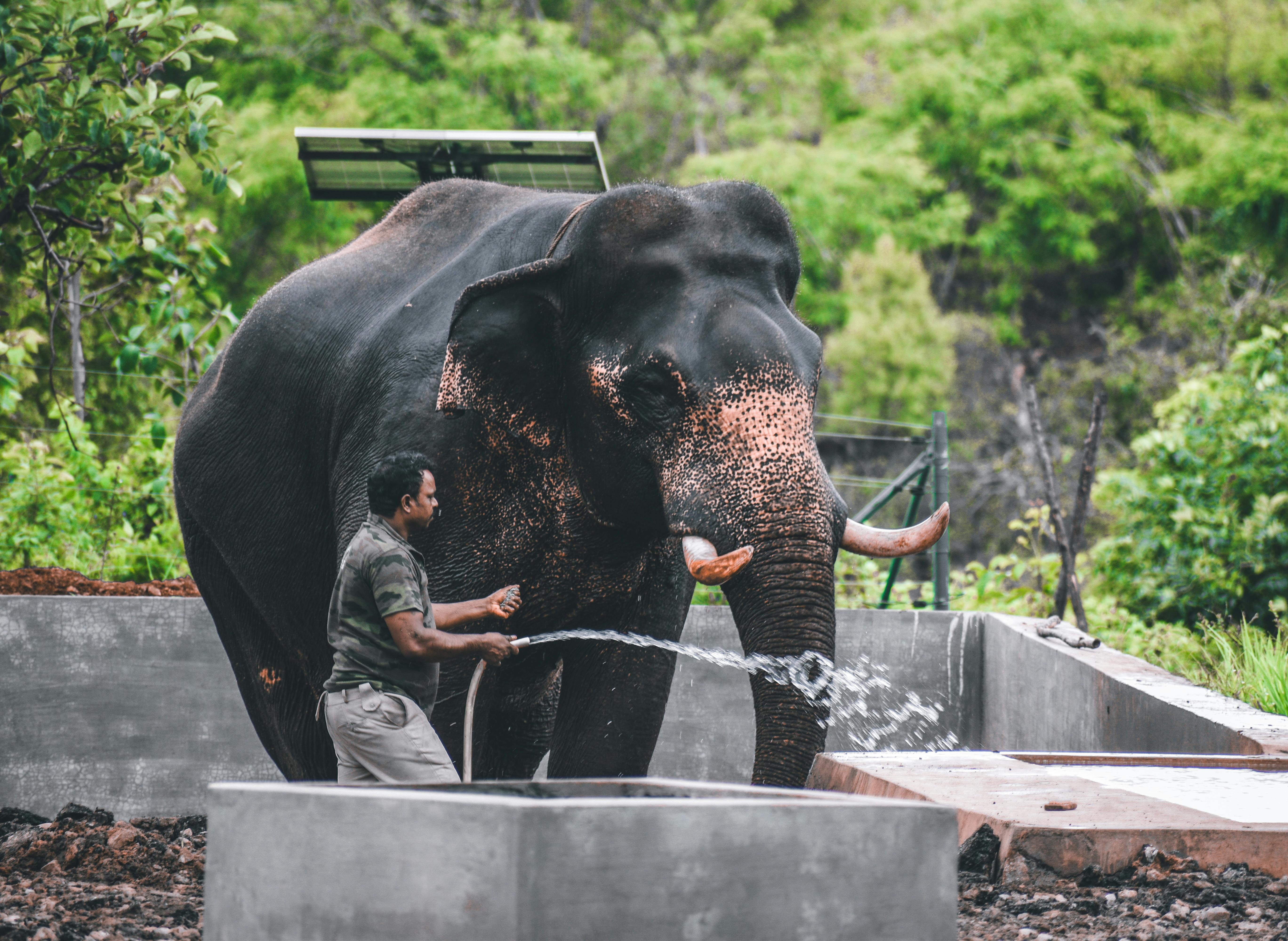 Man Washing Elephant at Zoo · Free Stock Photo
