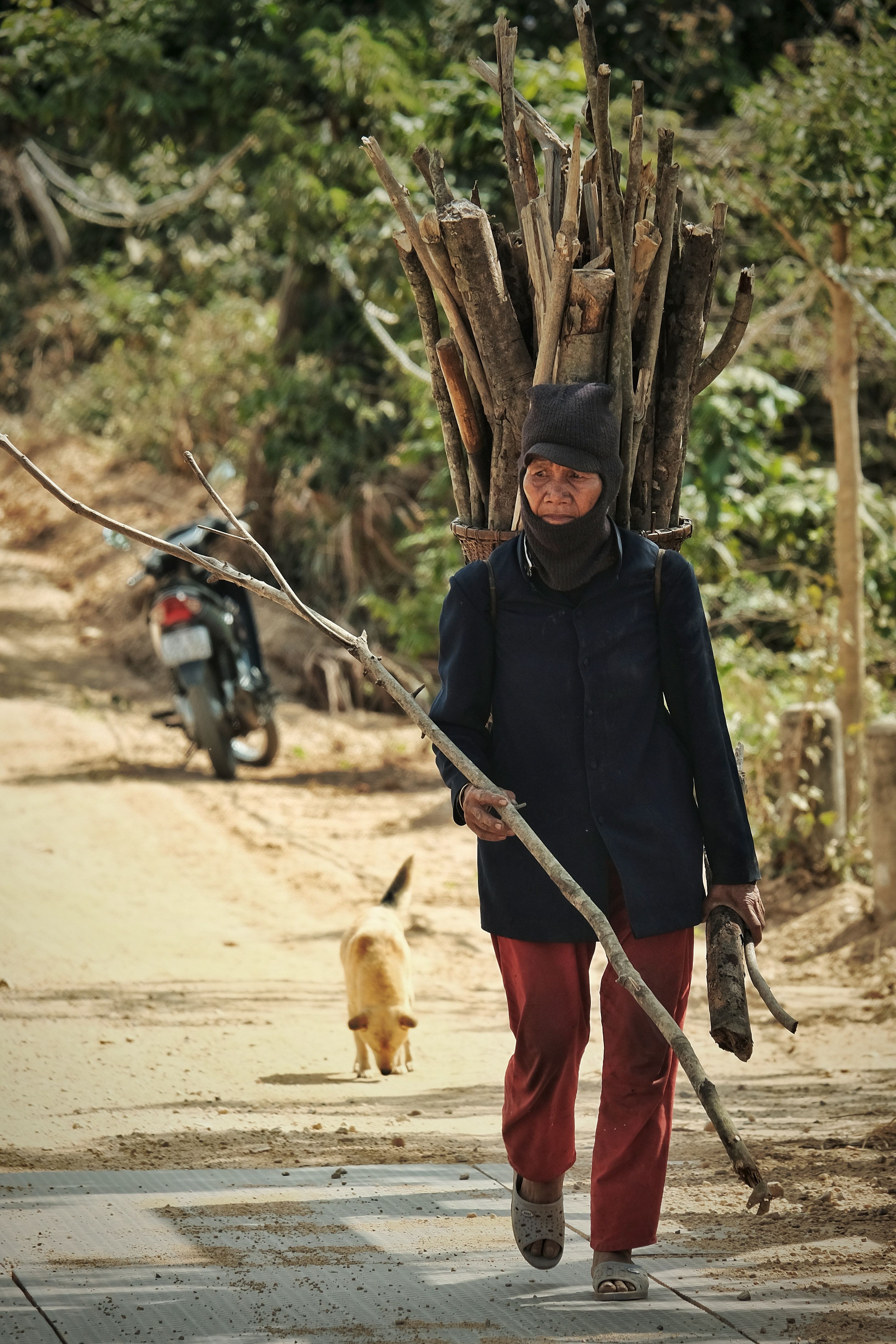 Carrying Trees Logs Photos, Download The BEST Free Carrying Trees Logs ...