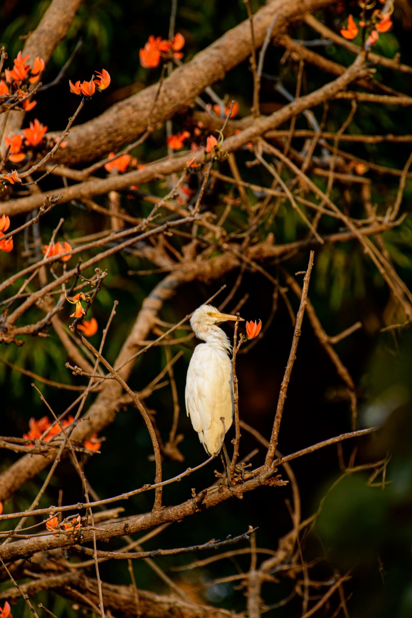 Heron In Tree Photos, Download The BEST Free Heron In Tree Stock Photos ...