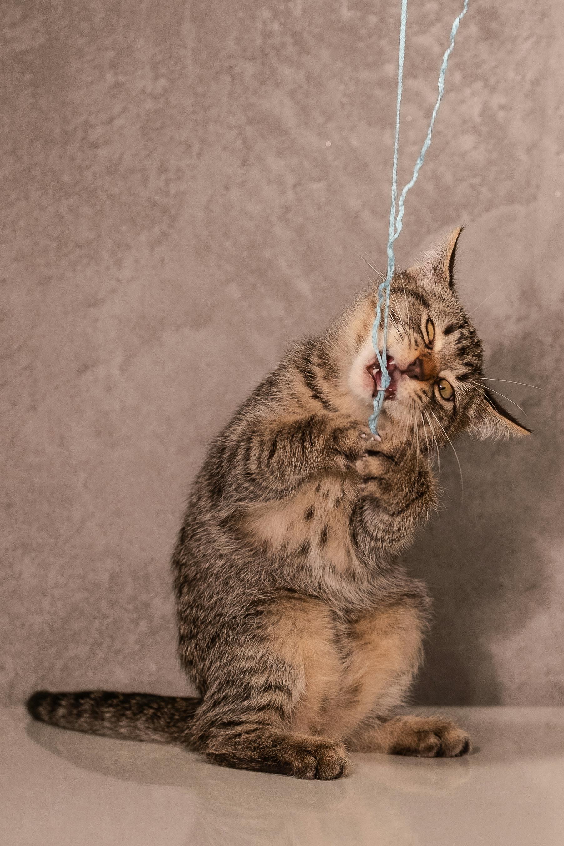 Wire Look Game Photos, Download The BEST Free Wire Look Game Stock ...