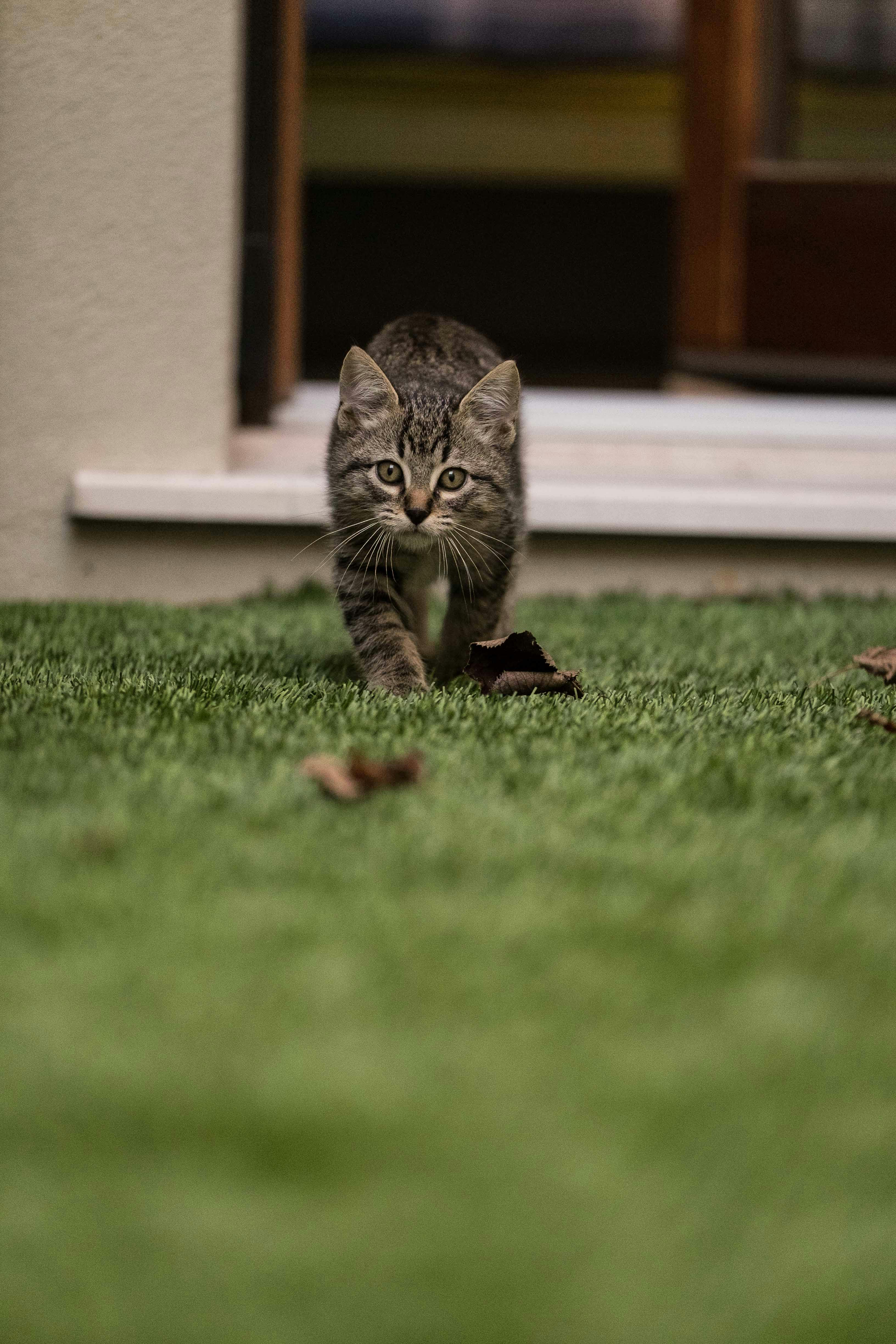 Cat And Cervus Photos, Download The BEST Free Cat And Cervus Stock ...