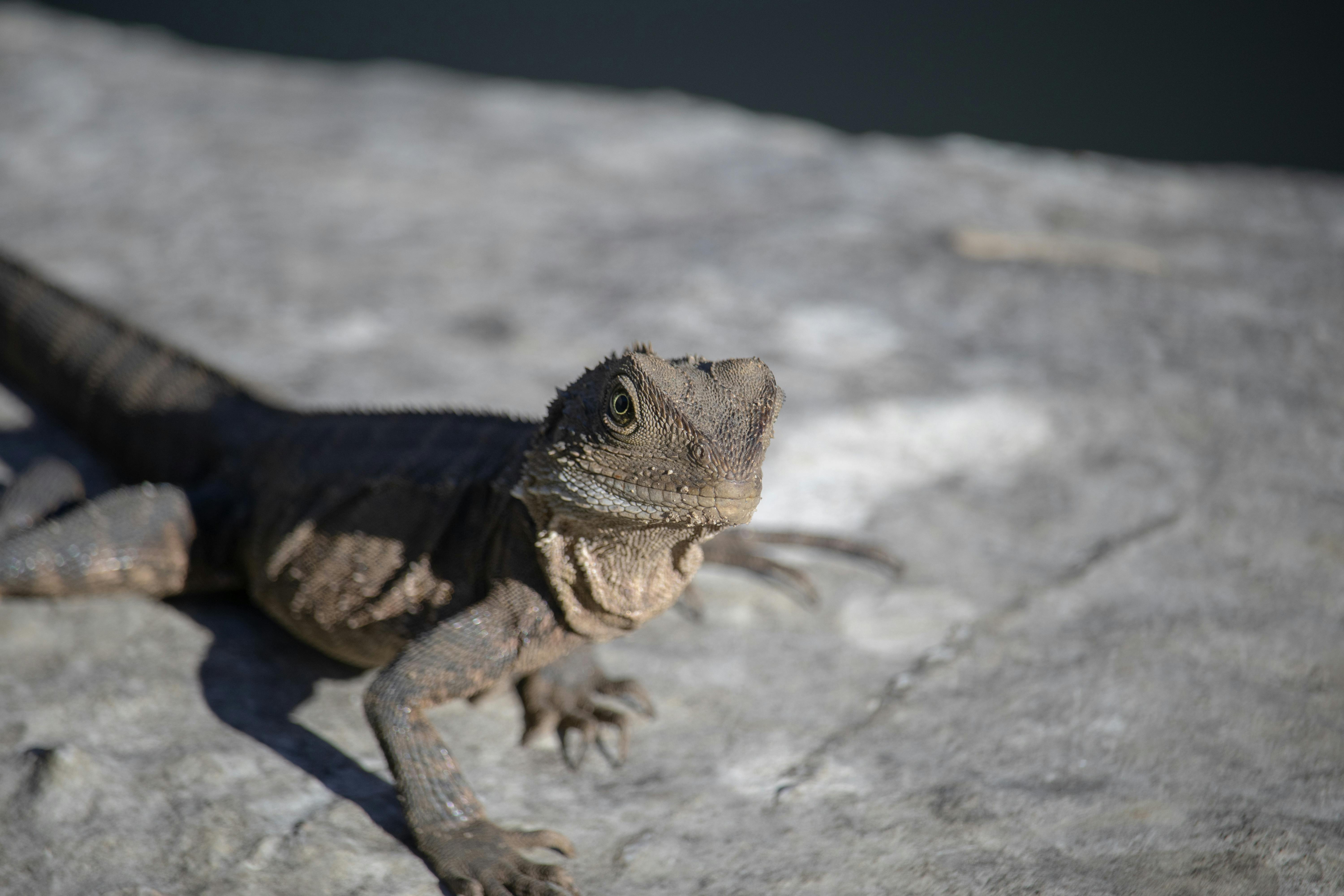 Brown Bearded Dragon · Free Stock Photo