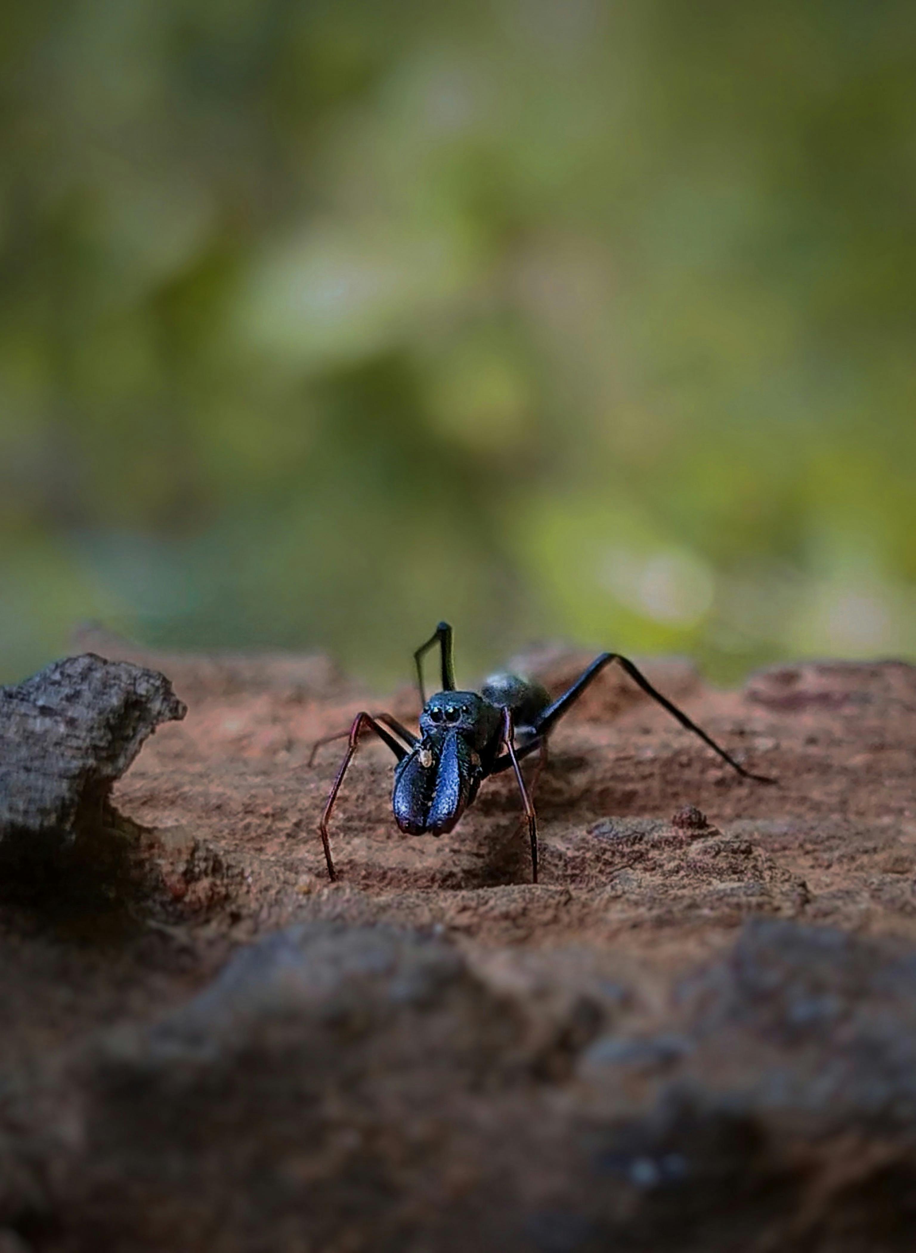 Insect in Summer · Free Stock Photo