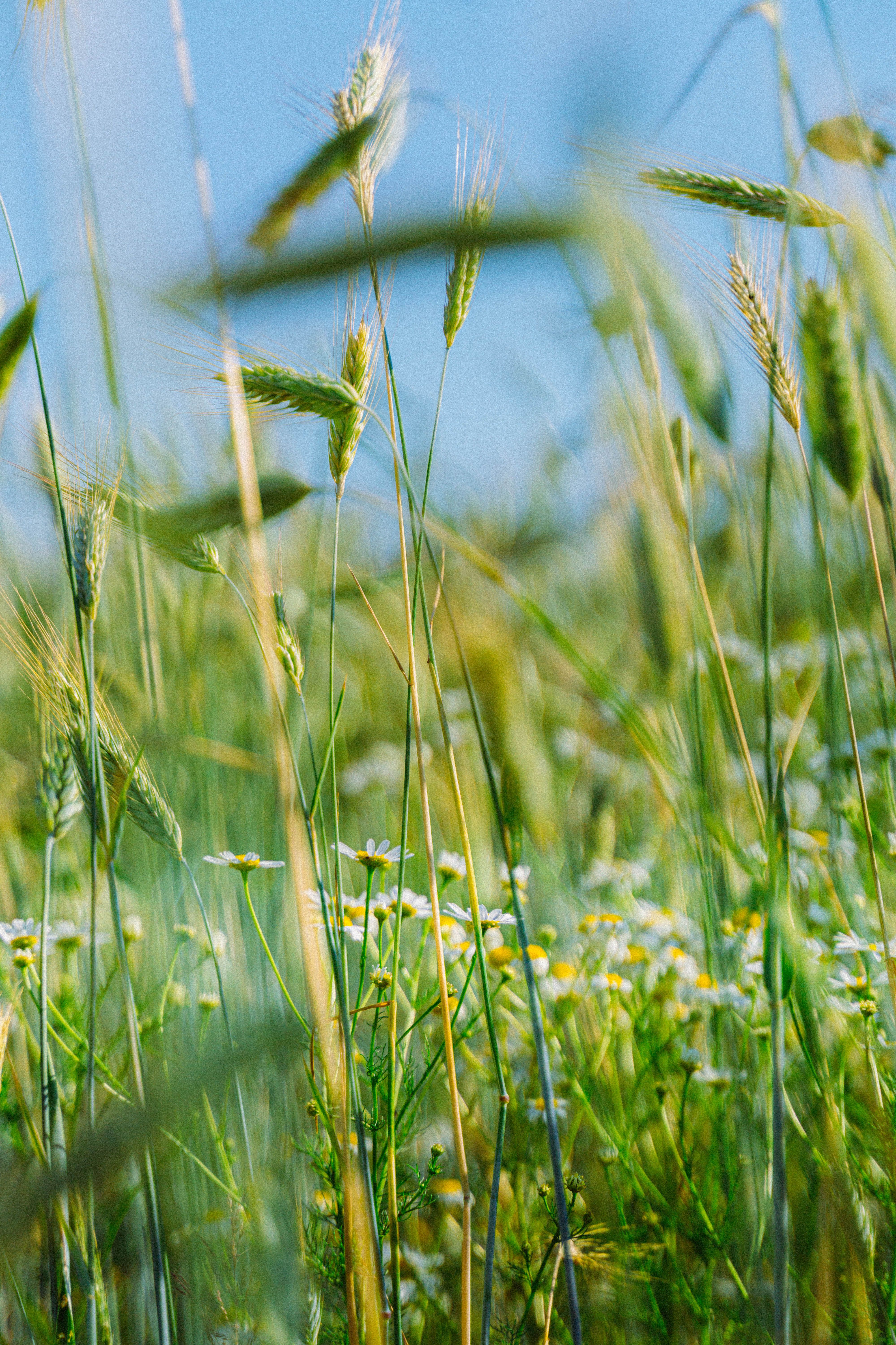 Close-up Photography of Grass · Free Stock Photo