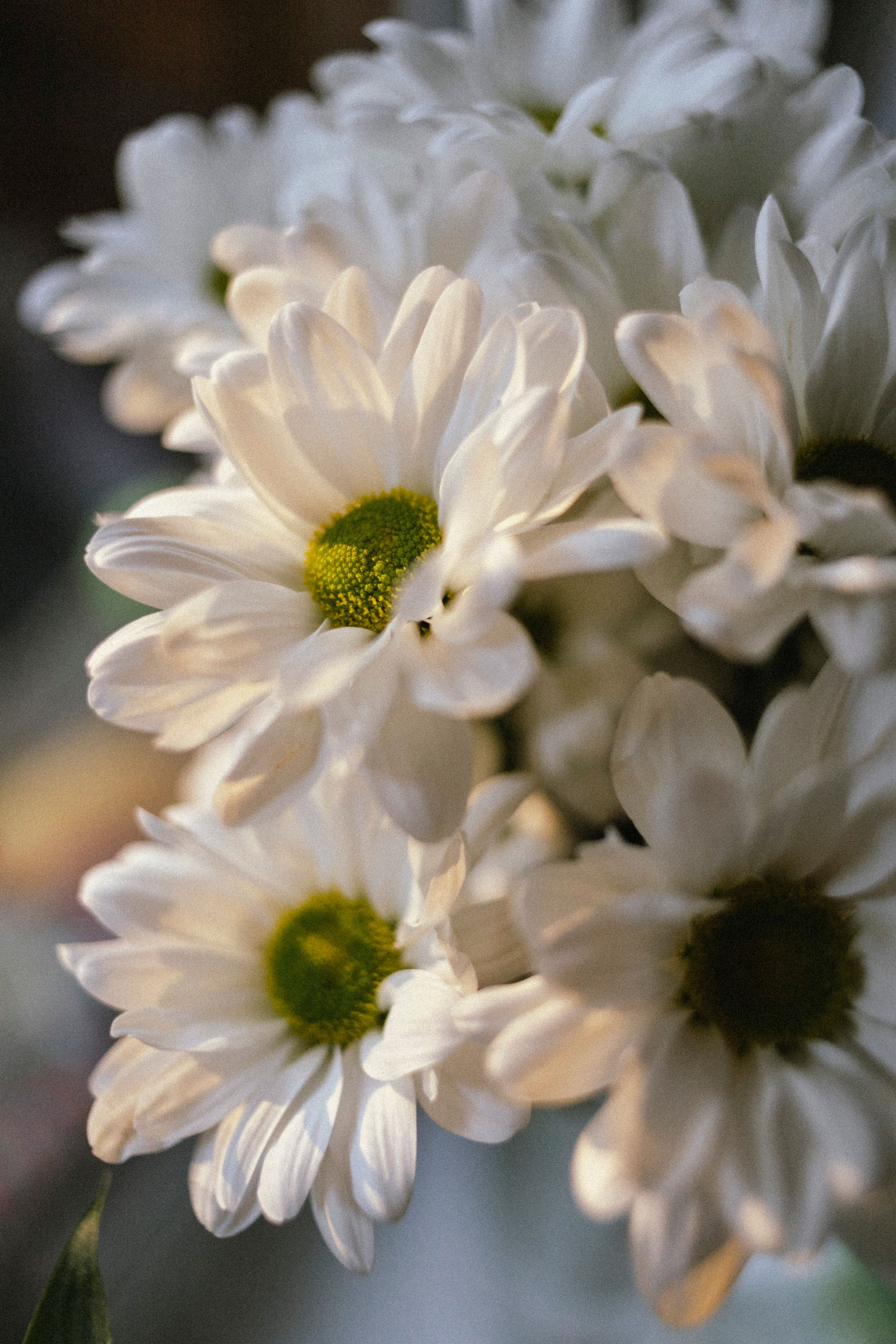 White Flowers in Nature · Free Stock Photo