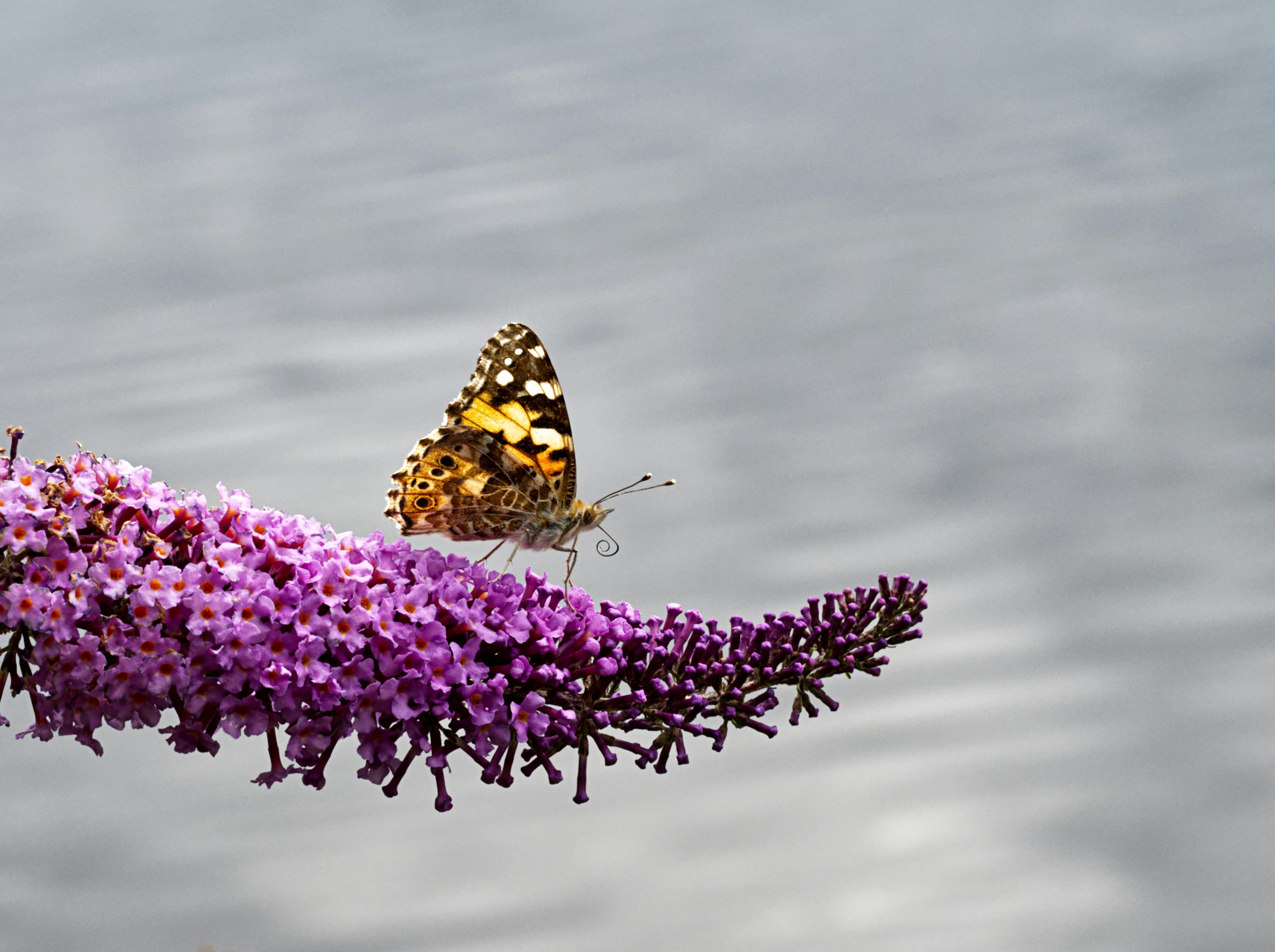 Butterfly on Purple Flowers · Free Stock Photo