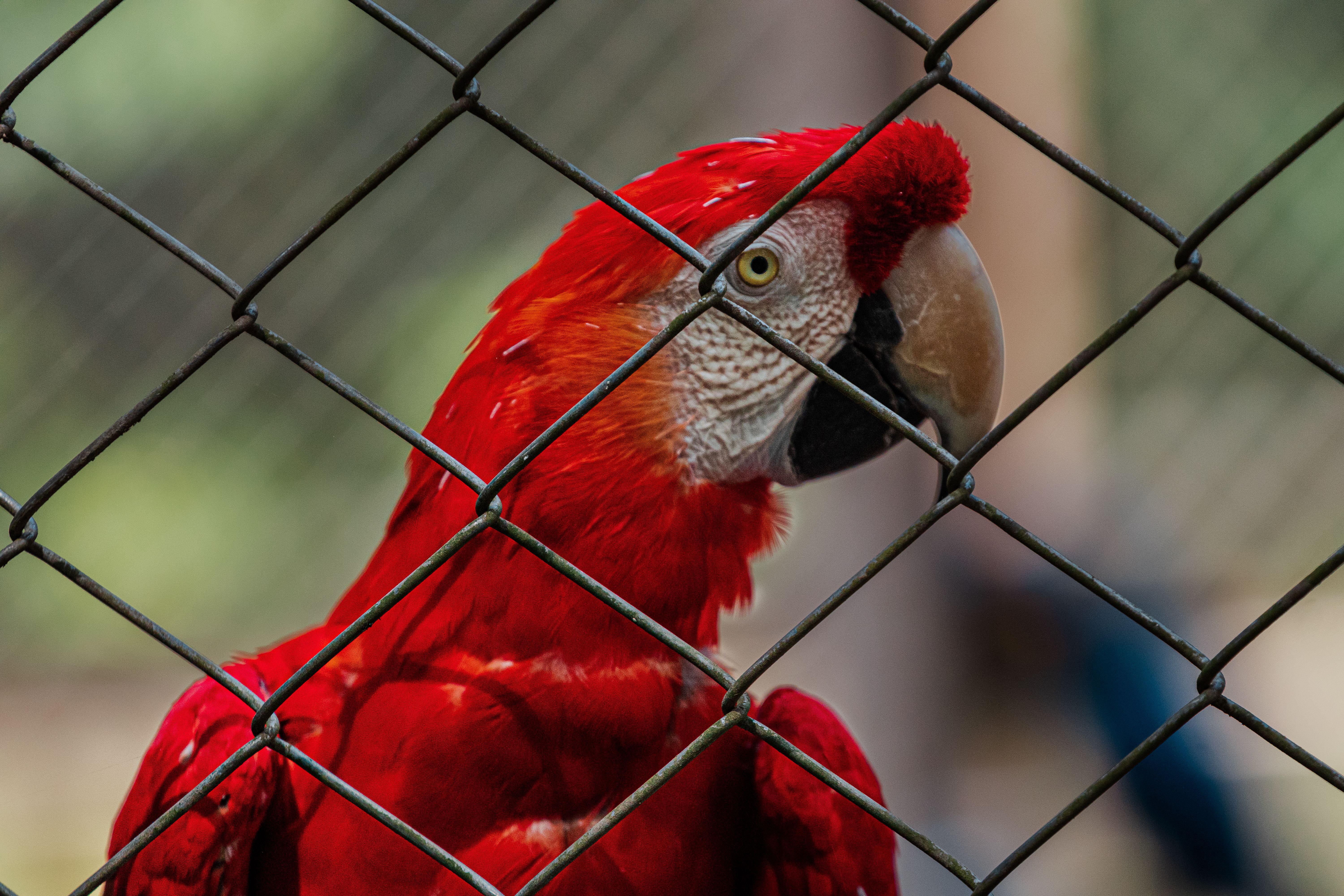Red Macaw in Zoo · Free Stock Photo