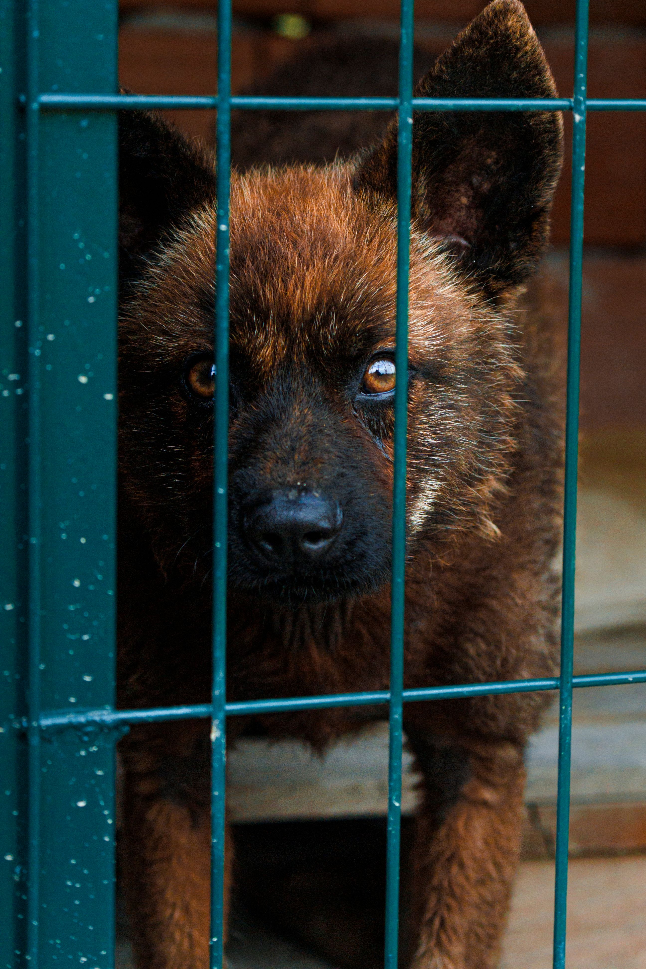 Dog behind Fence · Free Stock Photo