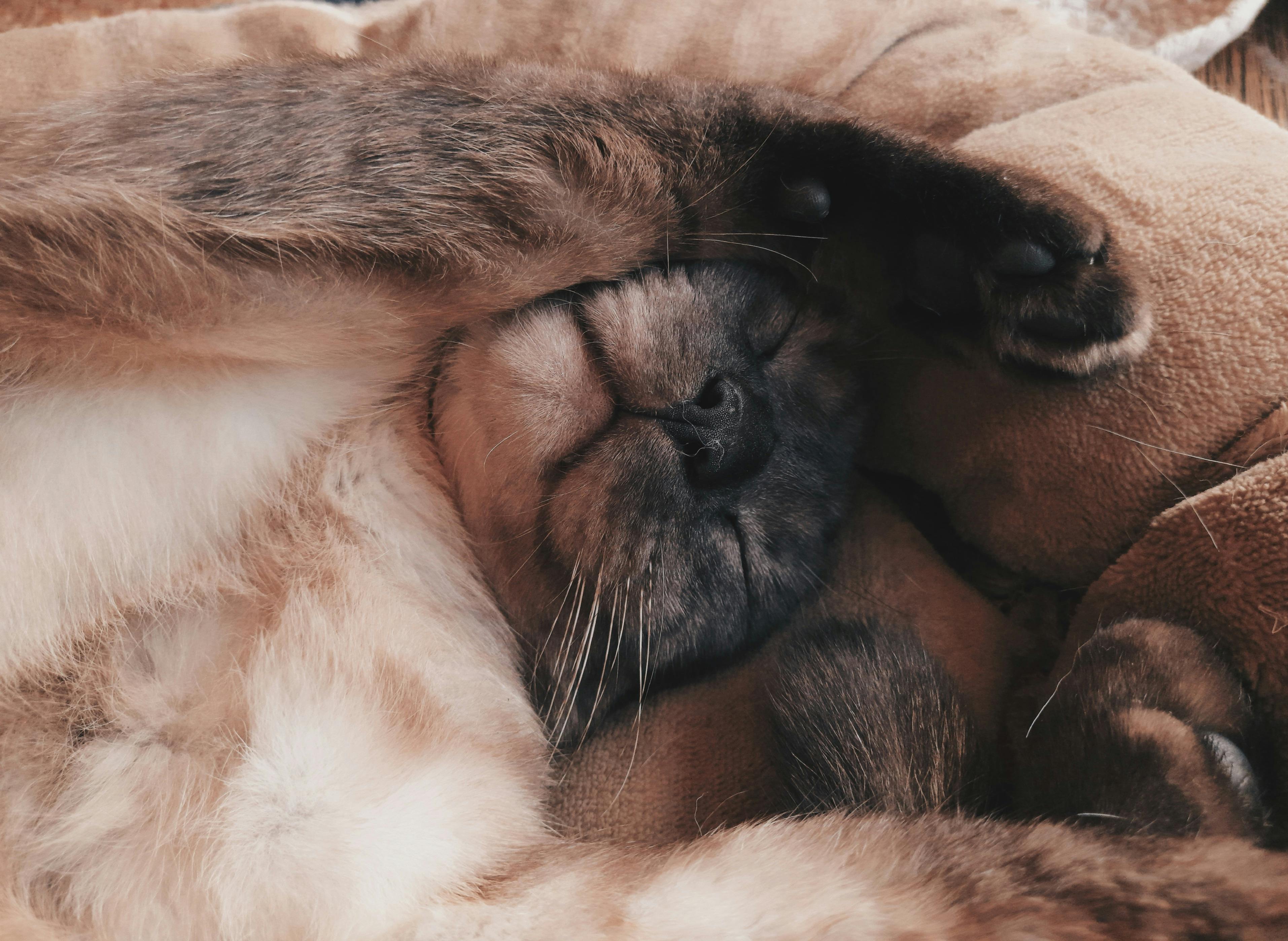 Close-up of a Sleeping Cat · Free Stock Photo