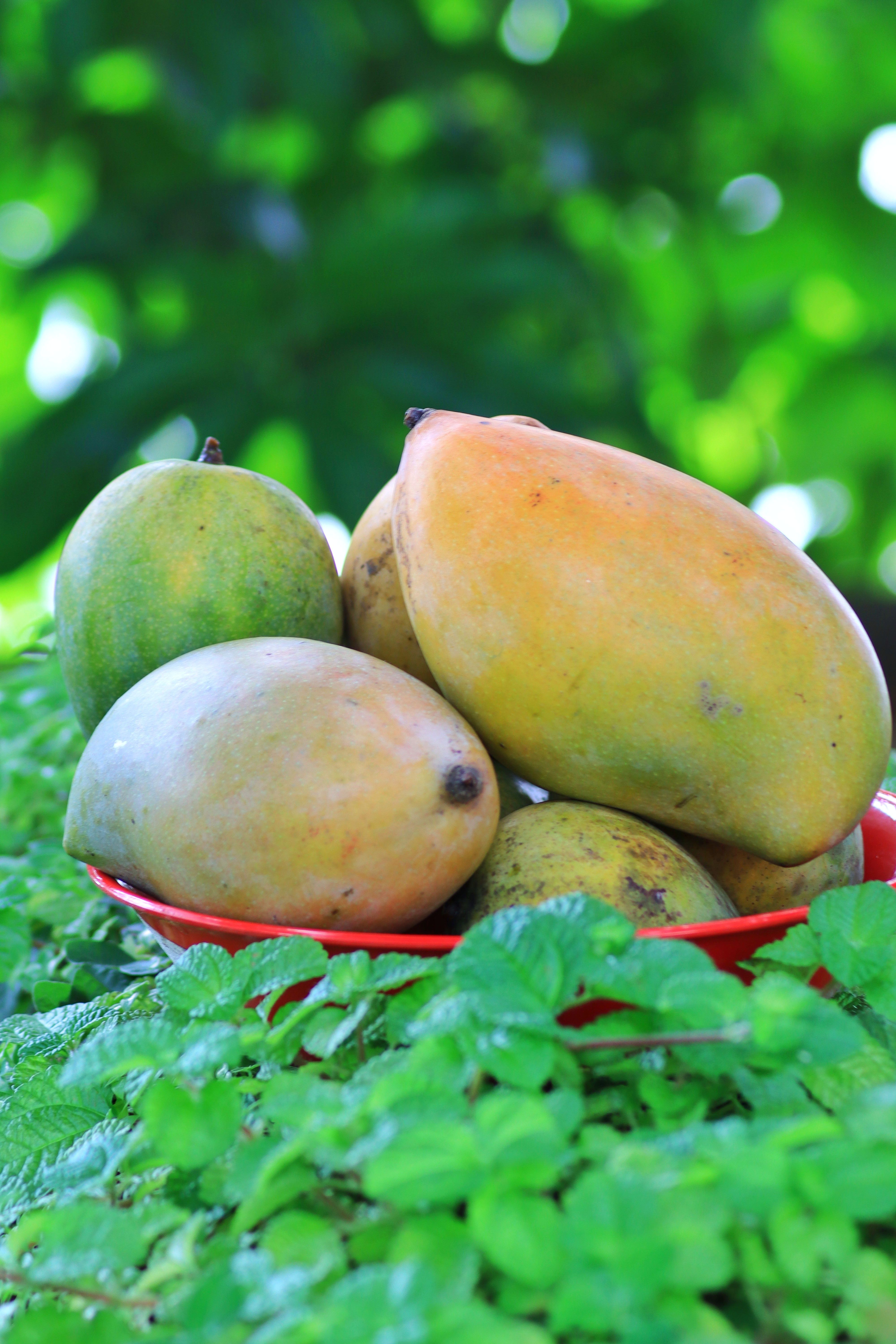 Bunch Of Mangoes · Free Stock Photo