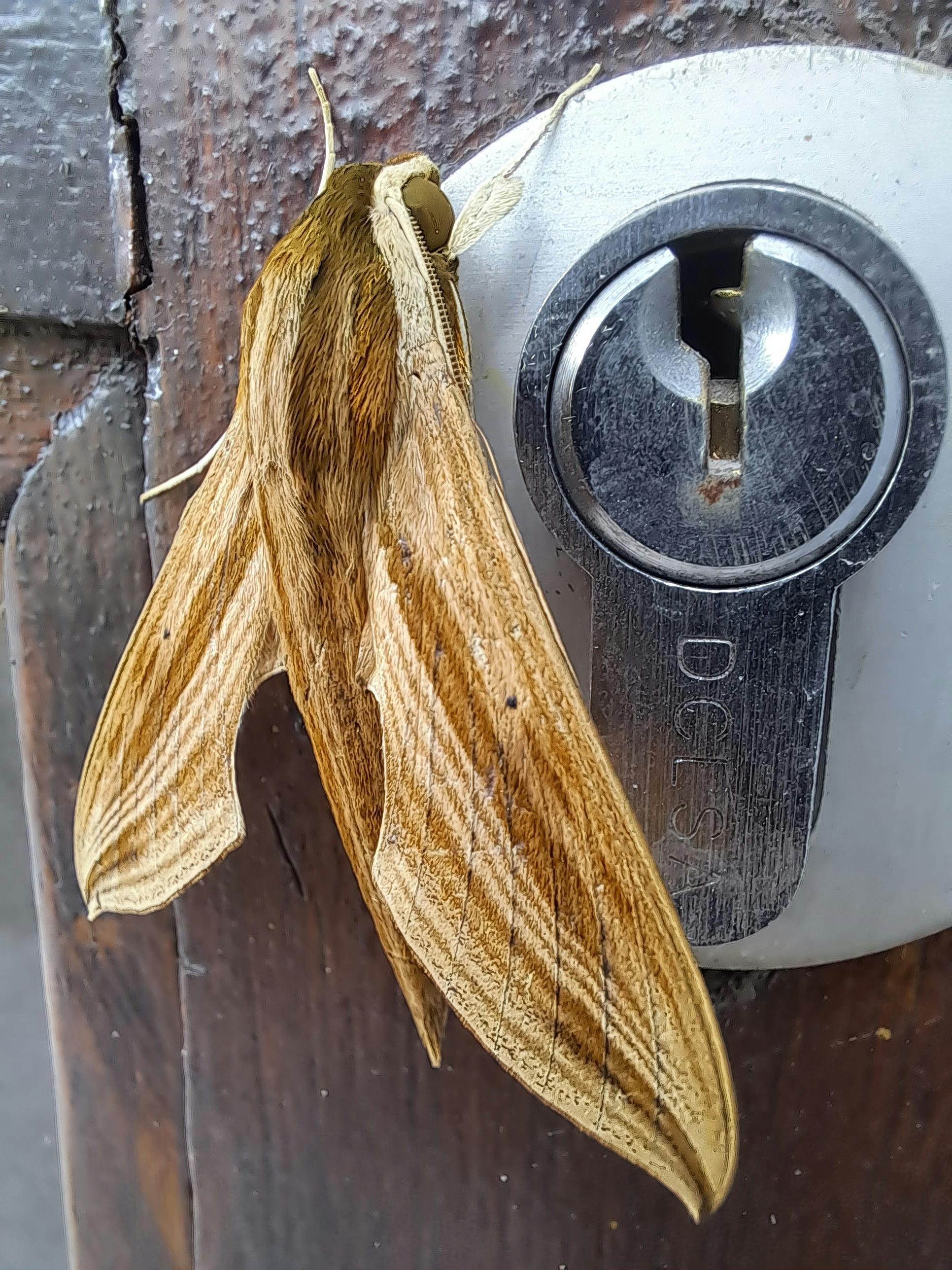 Annari du Plessis - Photography