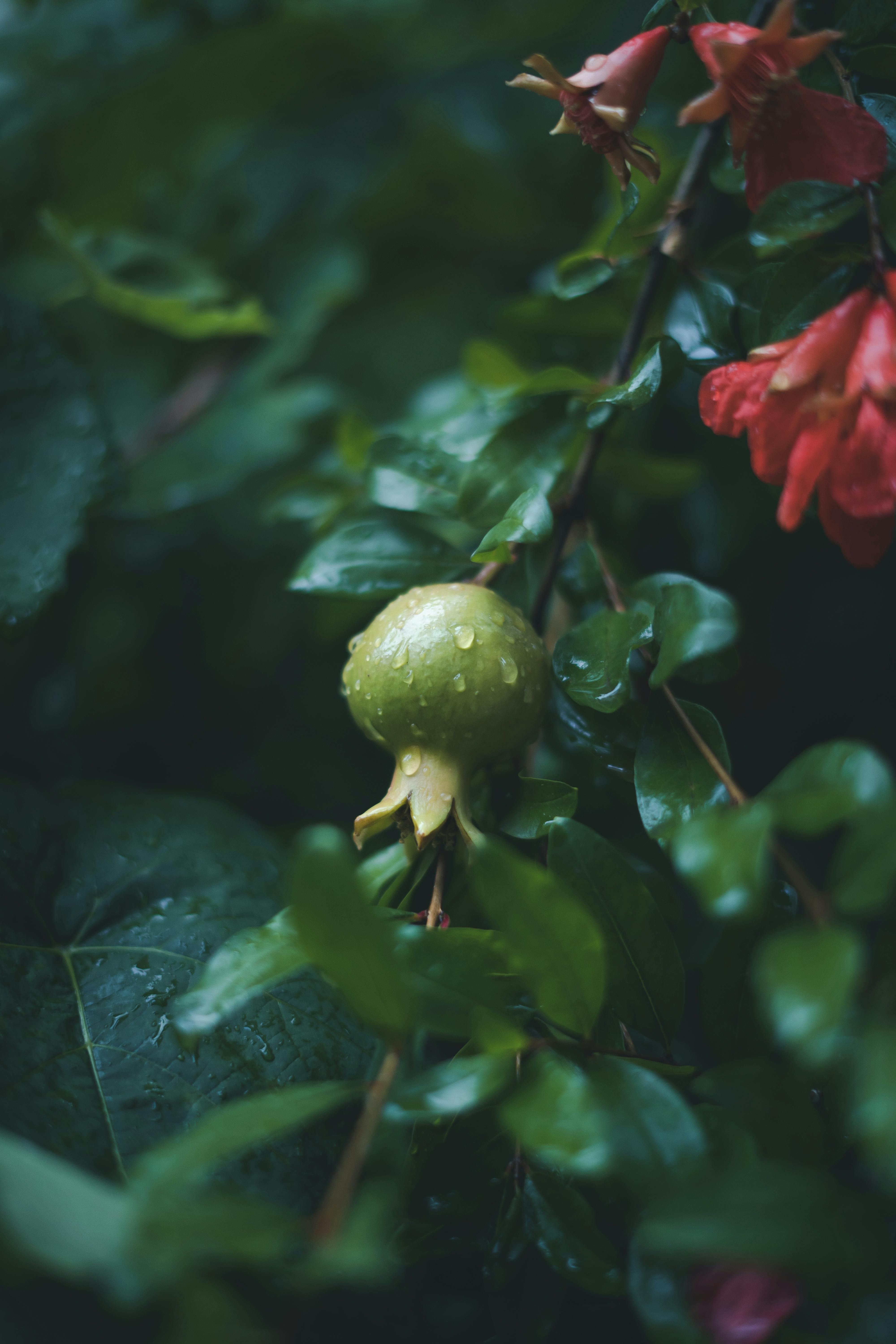 Indian Red Ber Fruit Plant Photos, Download The BEST Free Indian Red ...