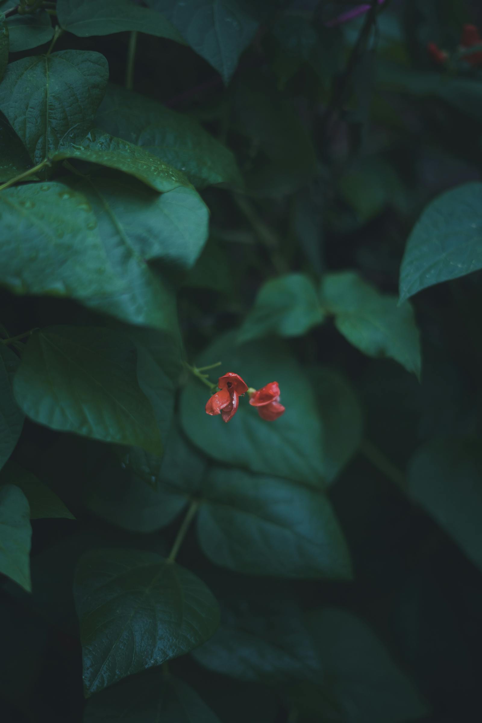 Falling Flower Wallpaper Photos, Download The BEST Free Falling Flower ...