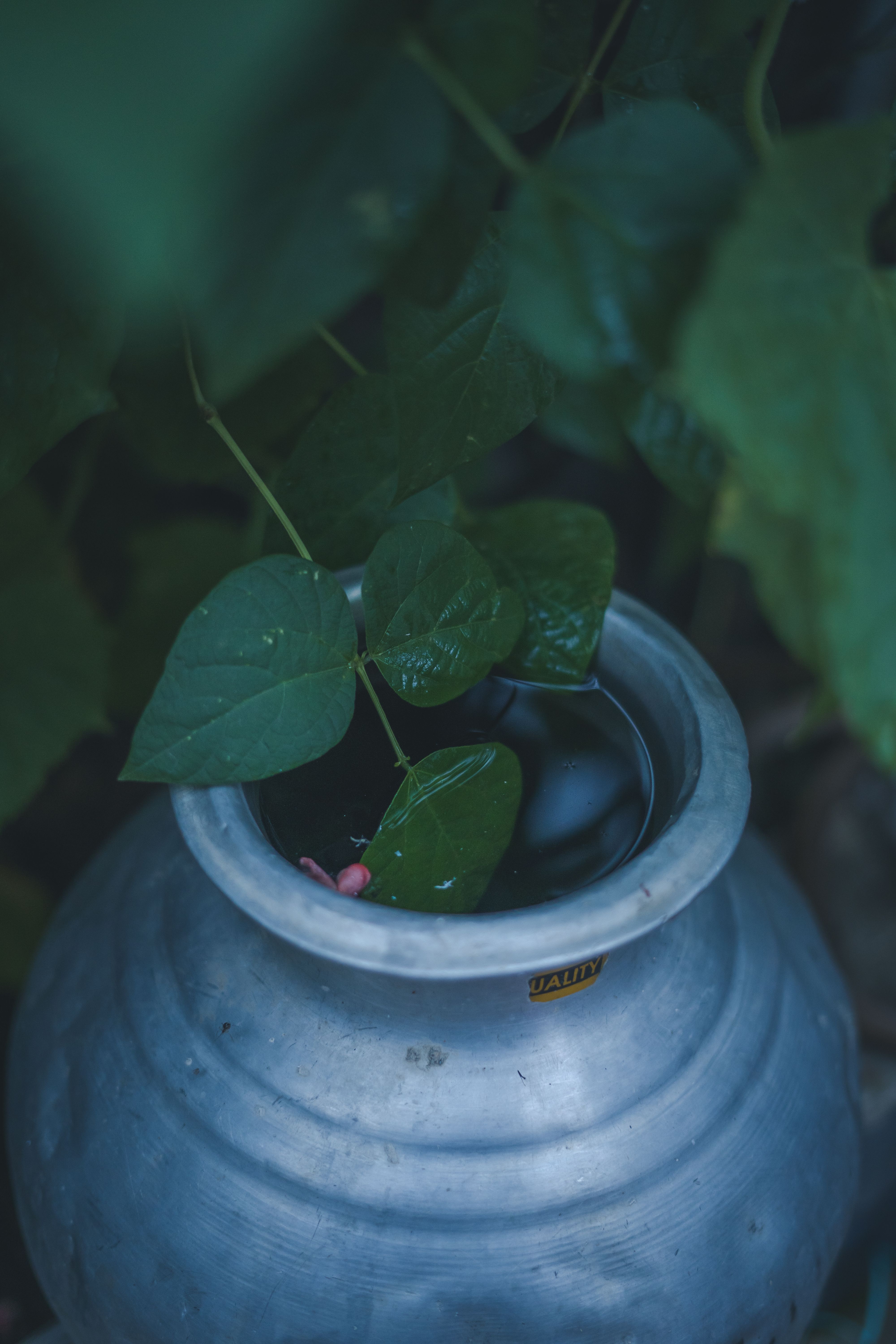 A Metal Pot and Green Leaves · Free Stock Photo