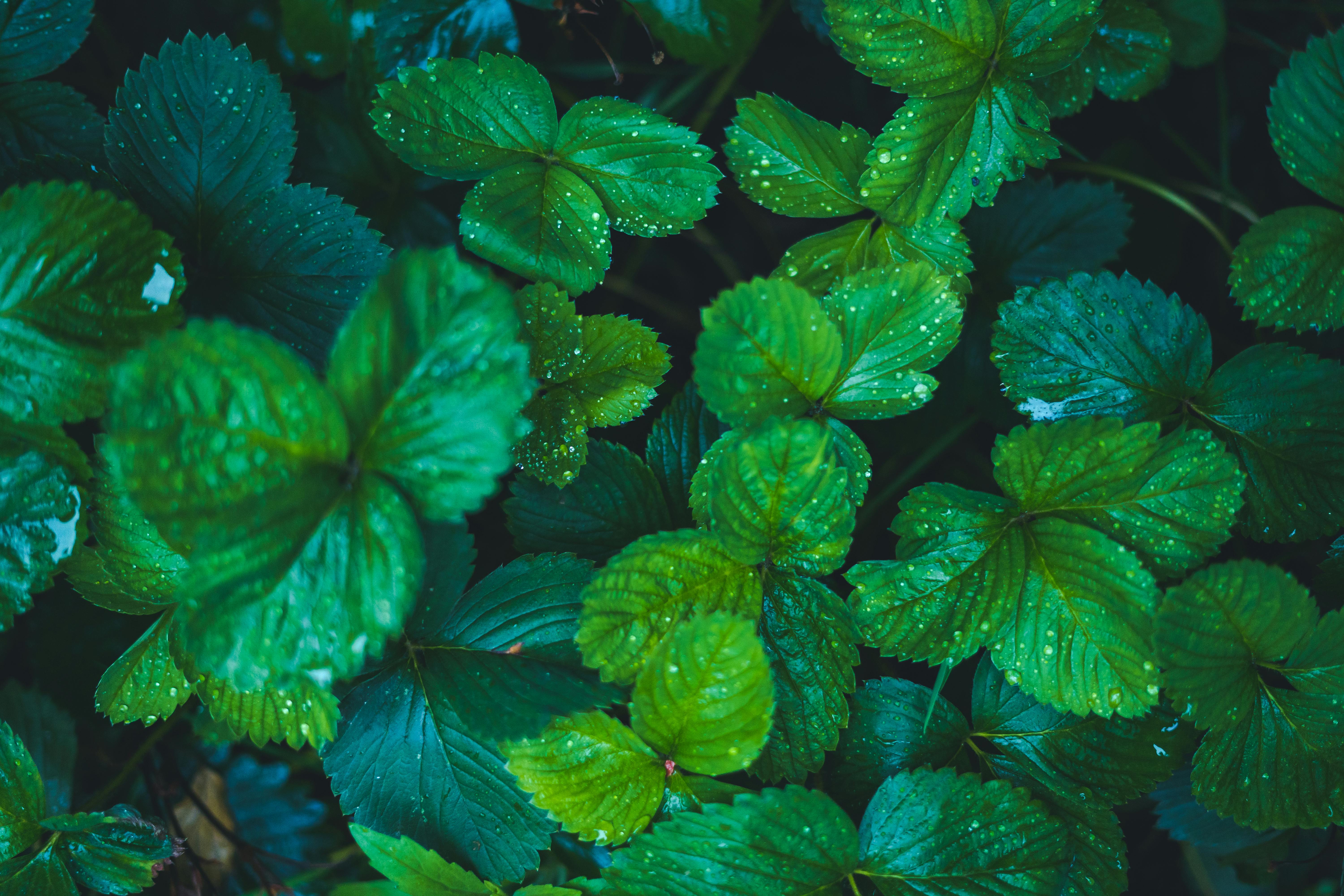 Wallpaper with Foliage · Free Stock Photo