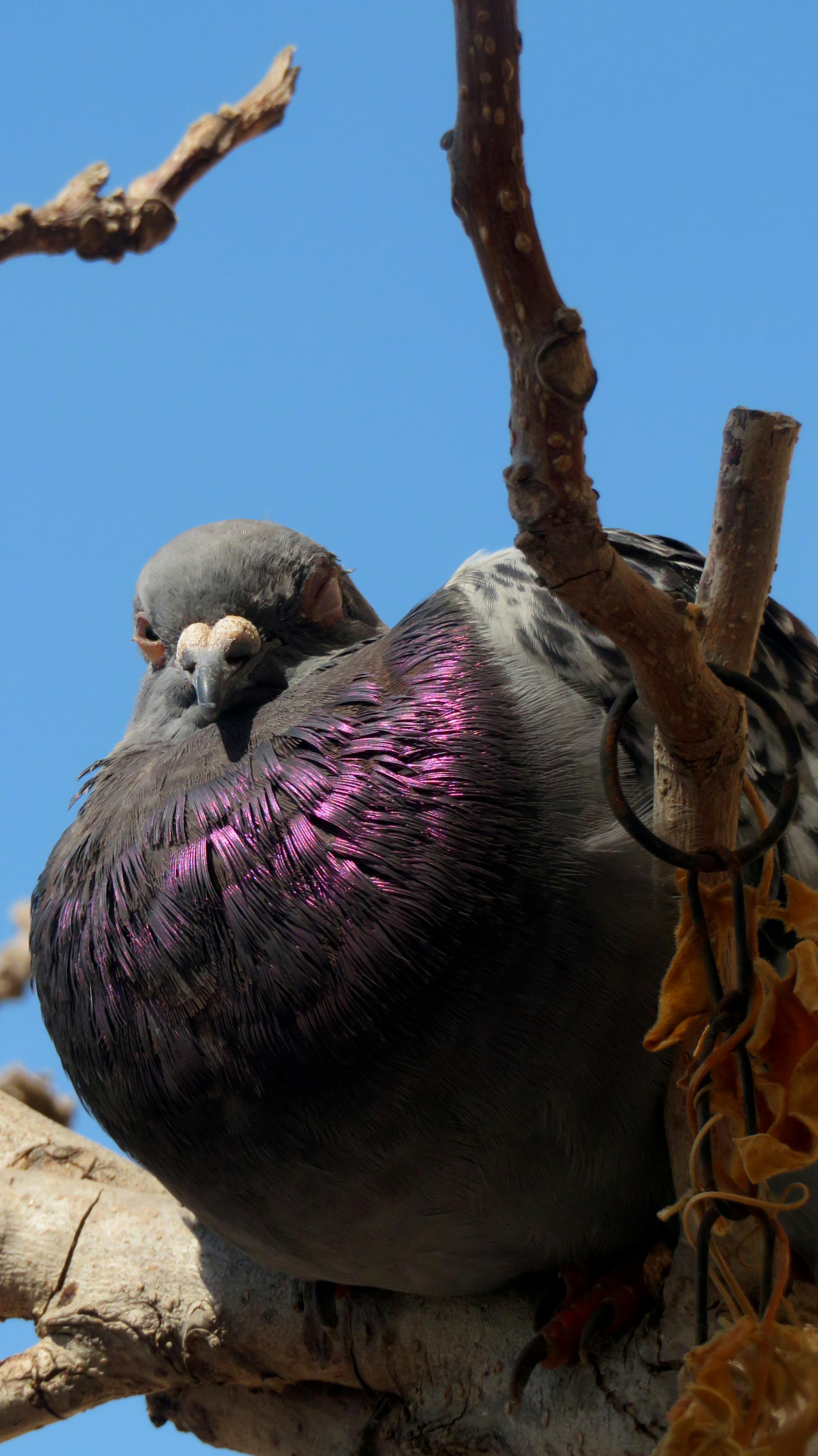 Close-up of a Pigeon Sitting on a Tree · Free Stock Photo