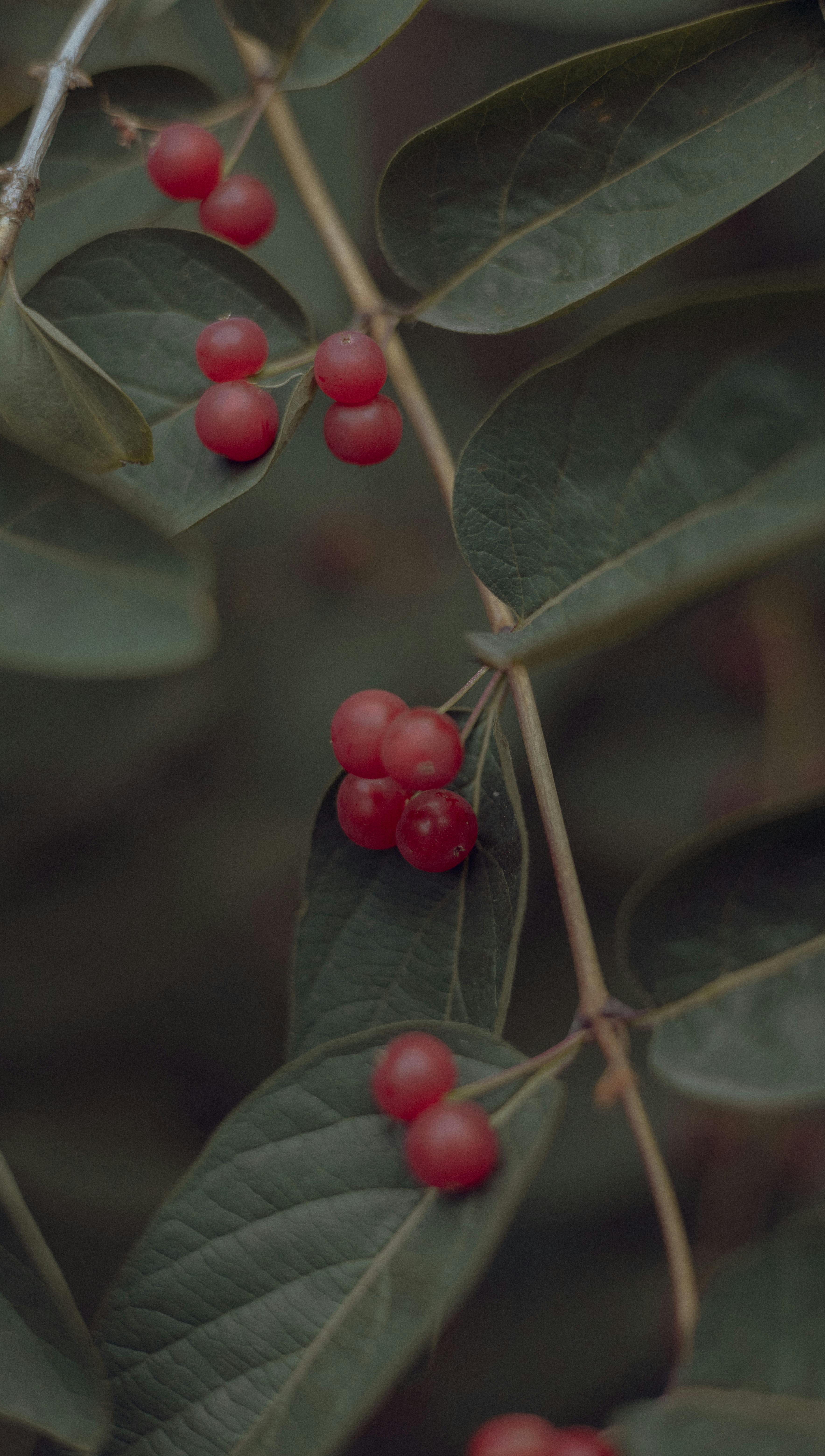 Red Raspberries · Free Stock Photo