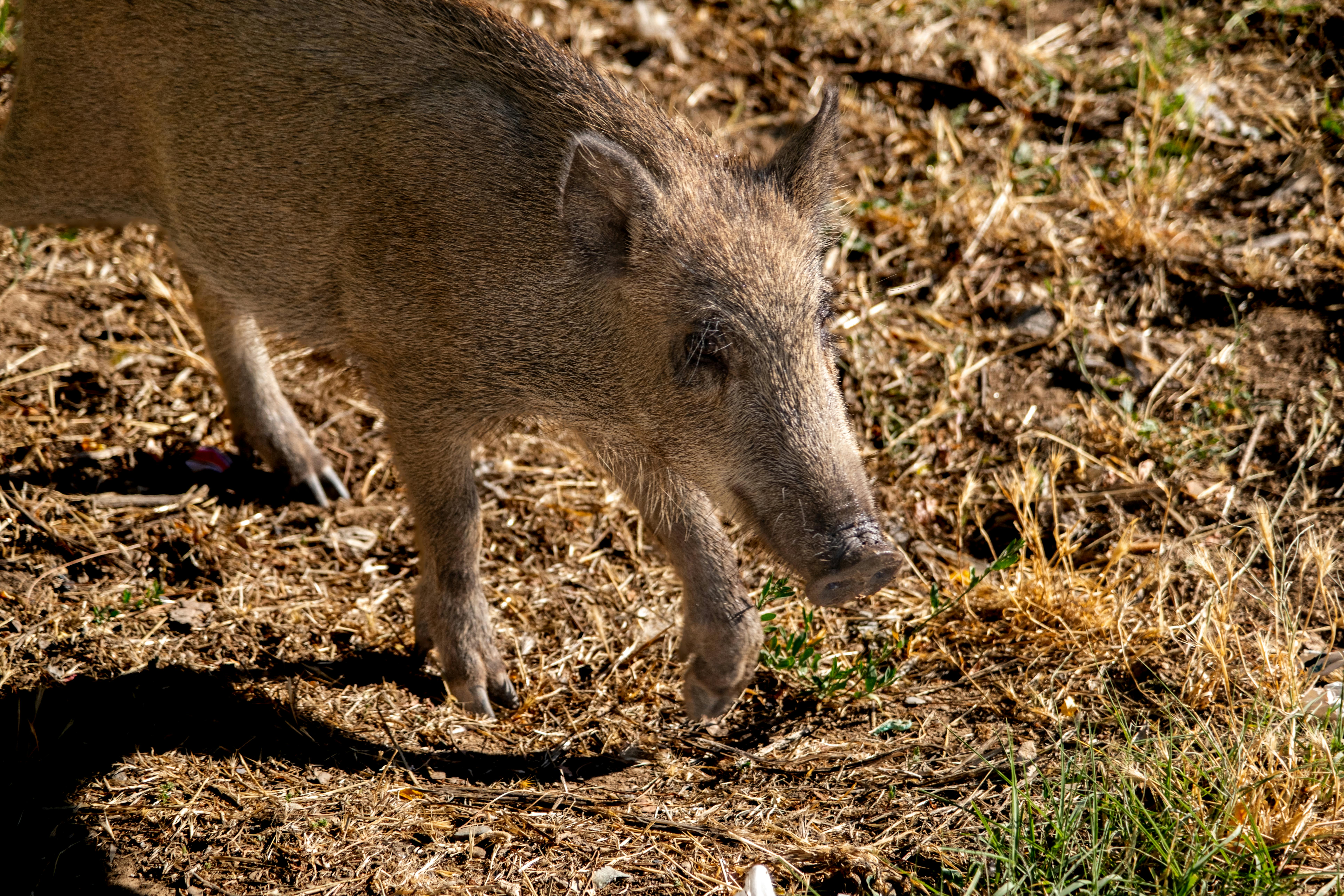Hog in Close Up · Free Stock Photo