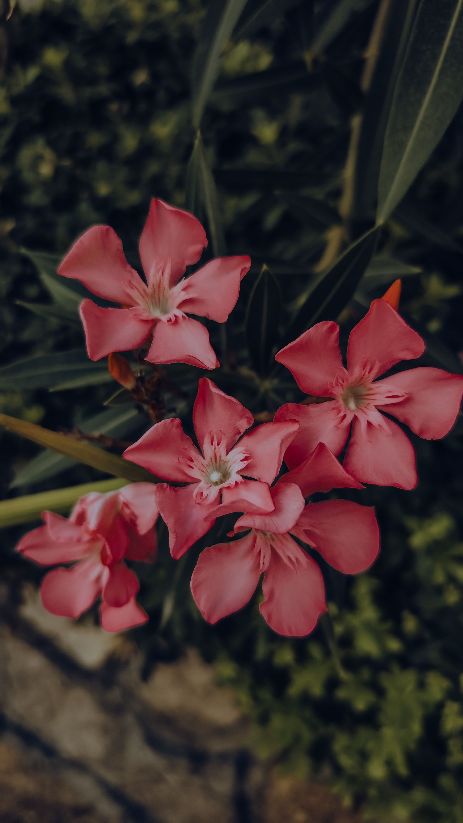 Dusty Pink Photos, Download The BEST Free Dusty Pink Stock Photos & HD ...