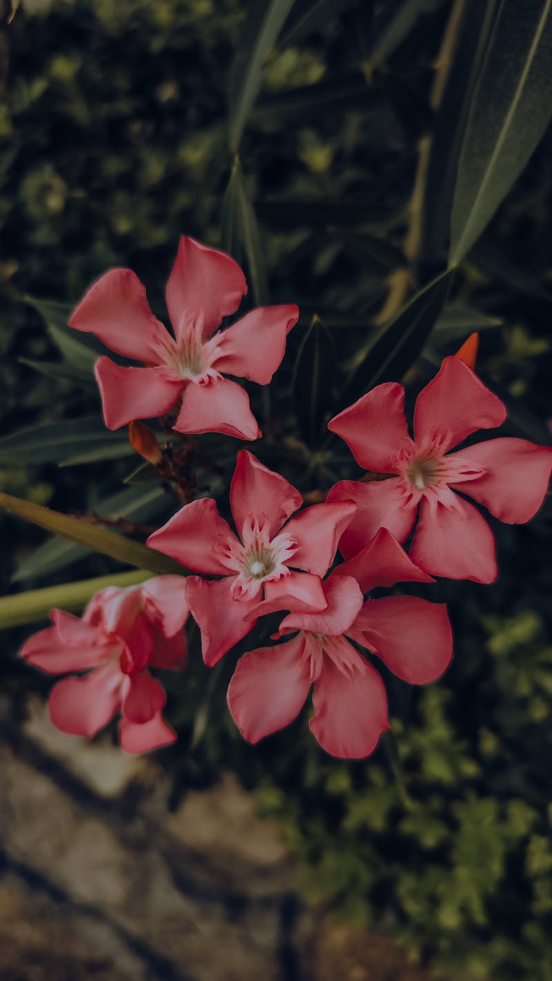 Dusty Pink Photos, Download The BEST Free Dusty Pink Stock Photos & HD ...