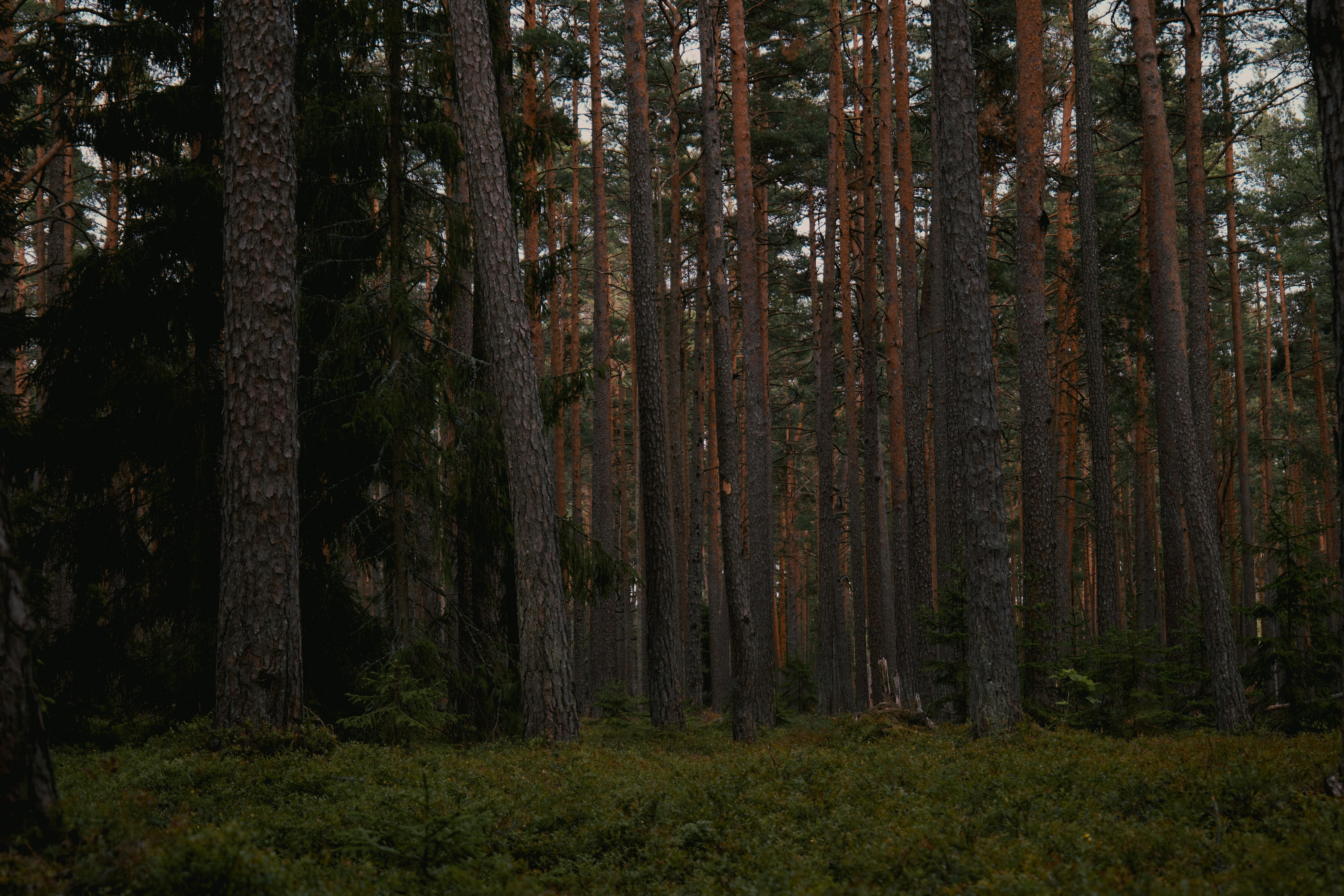 Trees in Dense Forest · Free Stock Photo