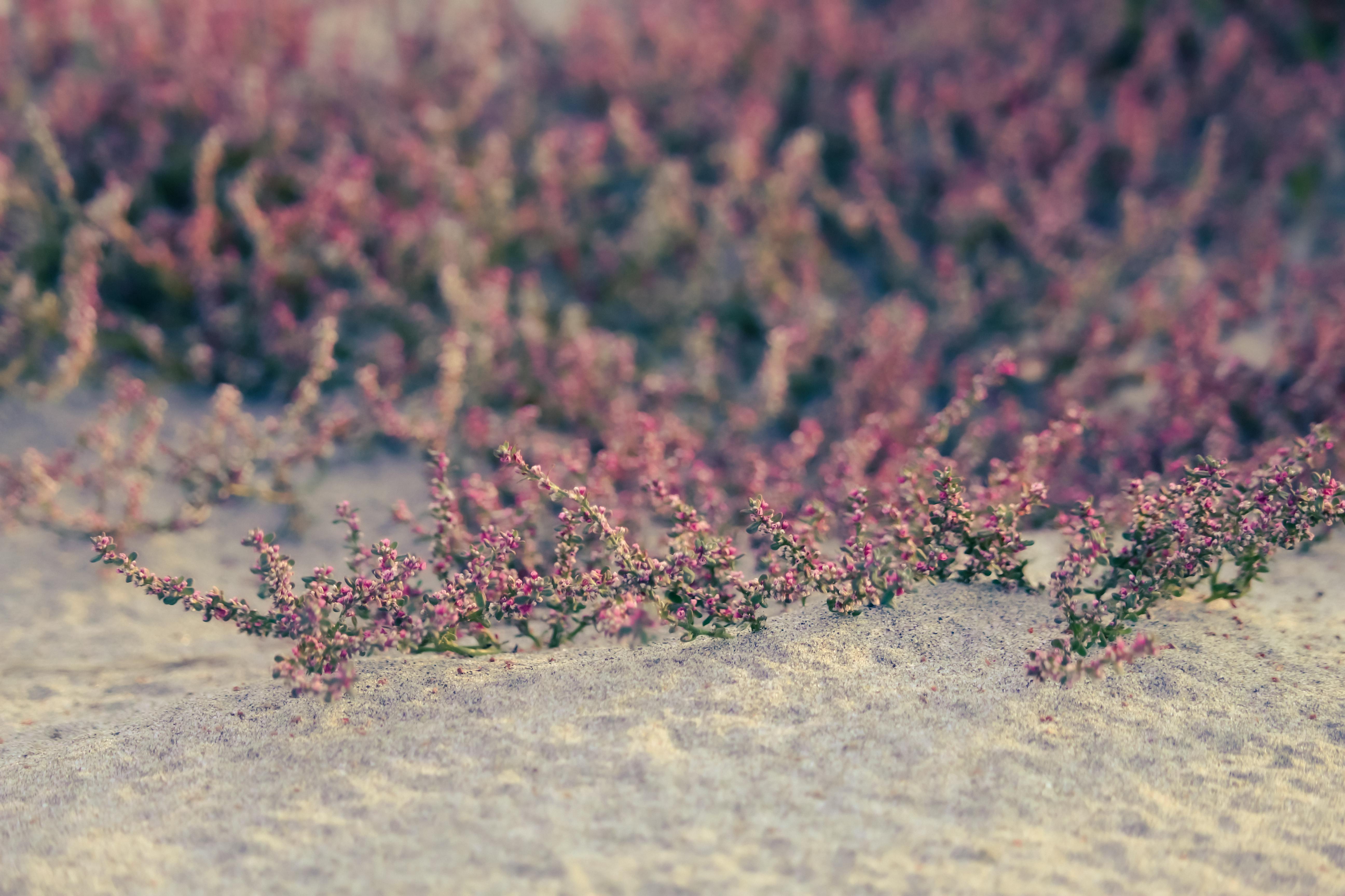 Fine Art Photography Photos, Download The BEST Free Fine Art ...