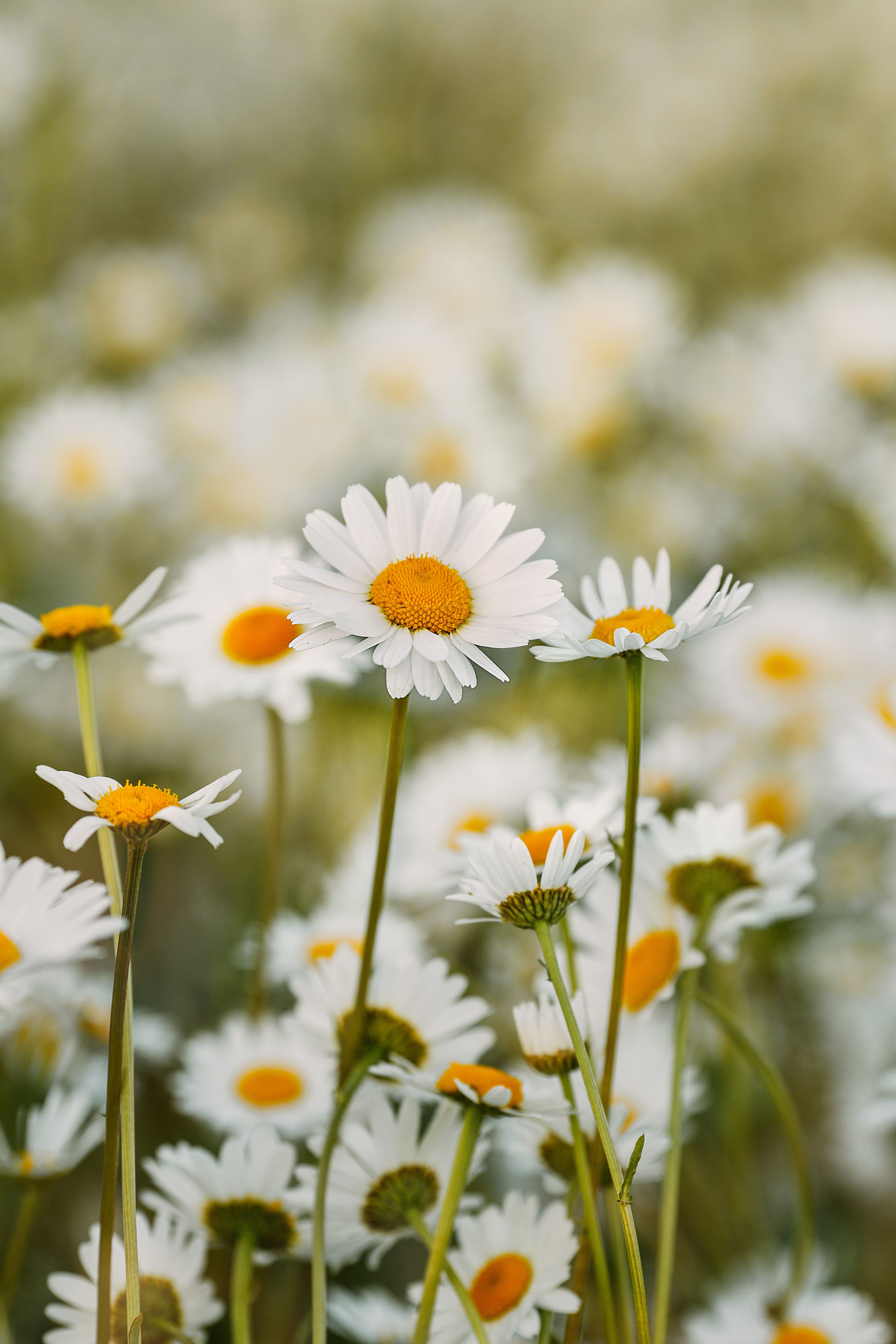 Daisy Close Up · Free Stock Photo