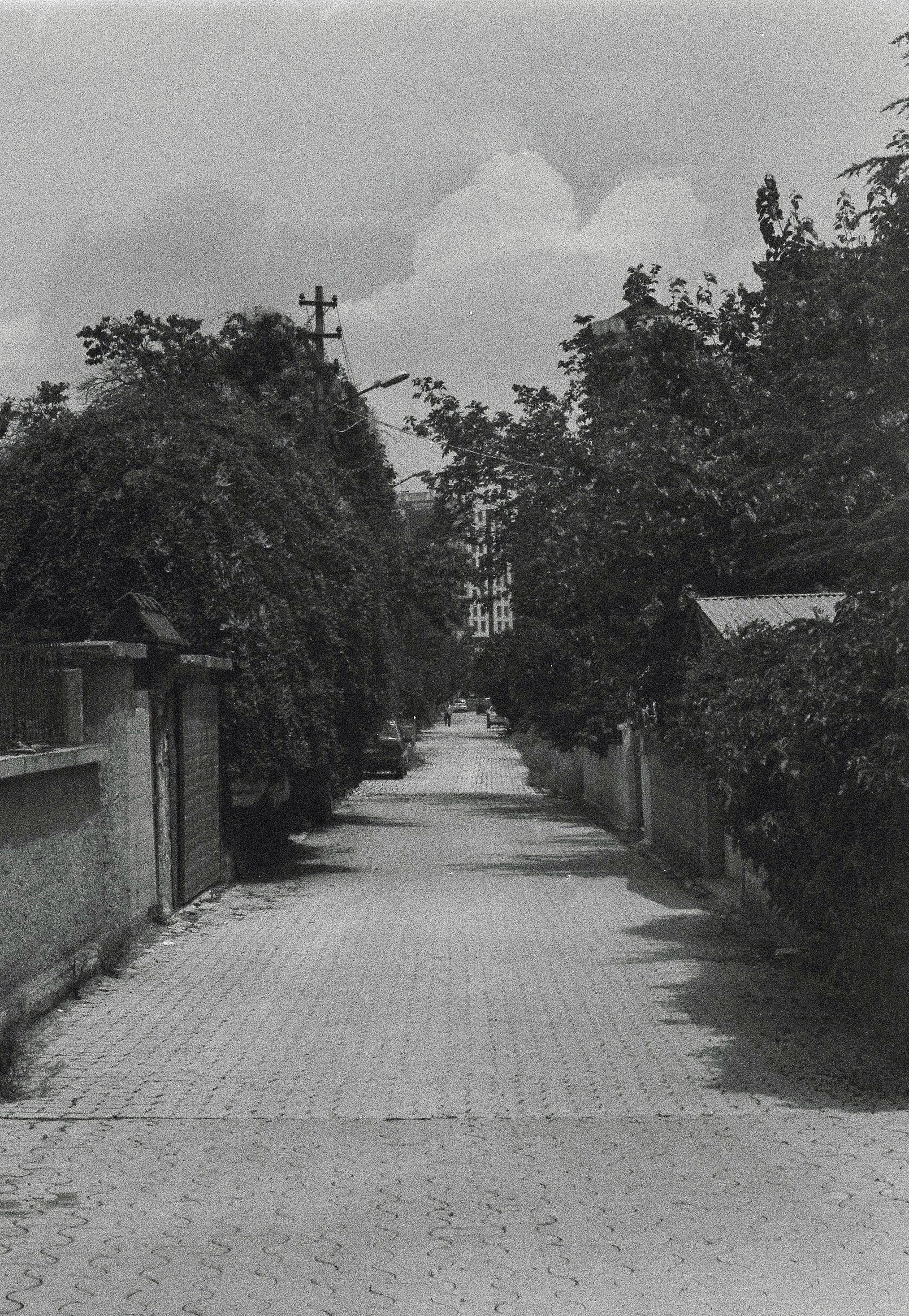 Empty Trees in a Forest in Black and White · Free Stock Photo