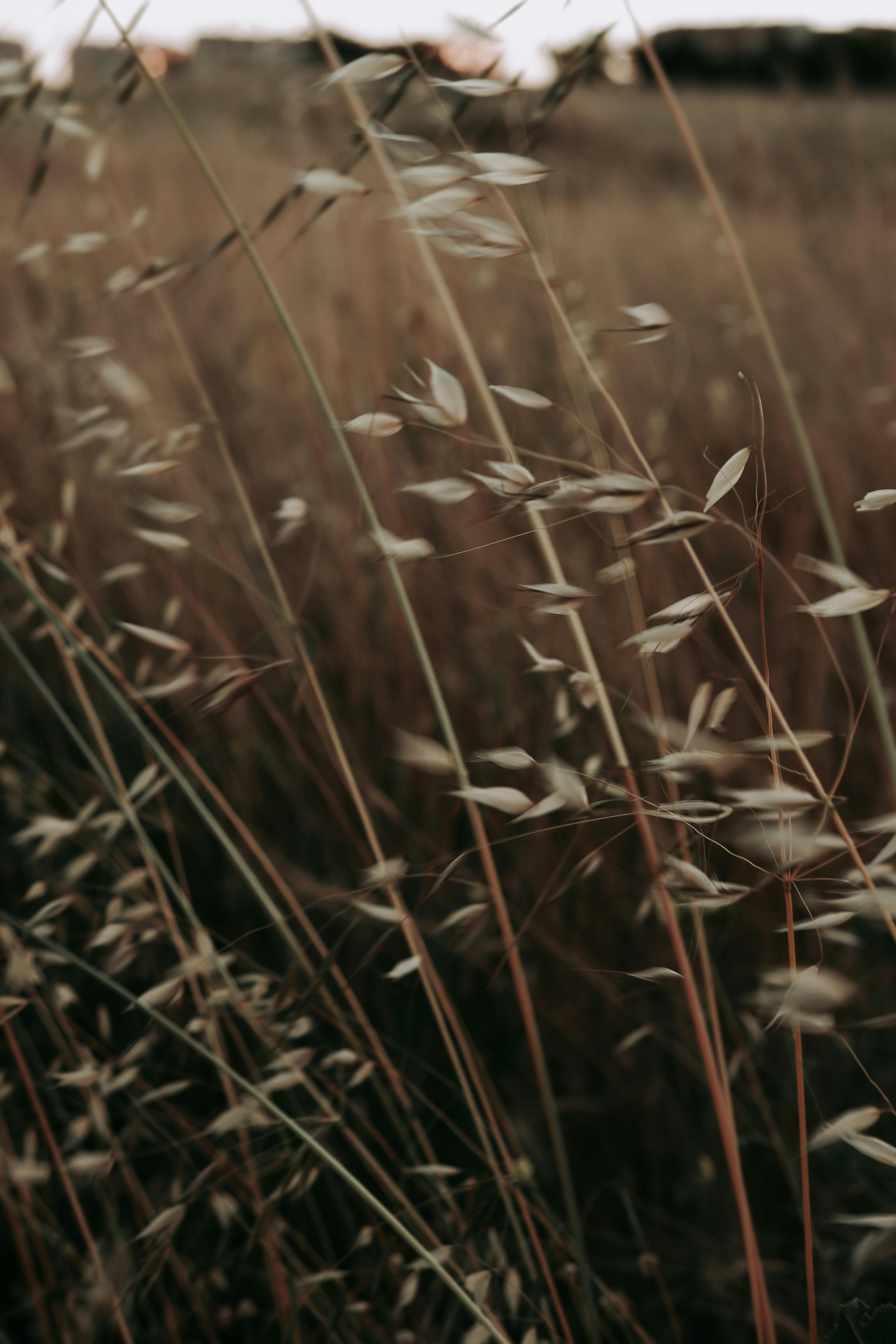 Supper Fauve Grass Photos, Download The BEST Free Supper Fauve Grass ...