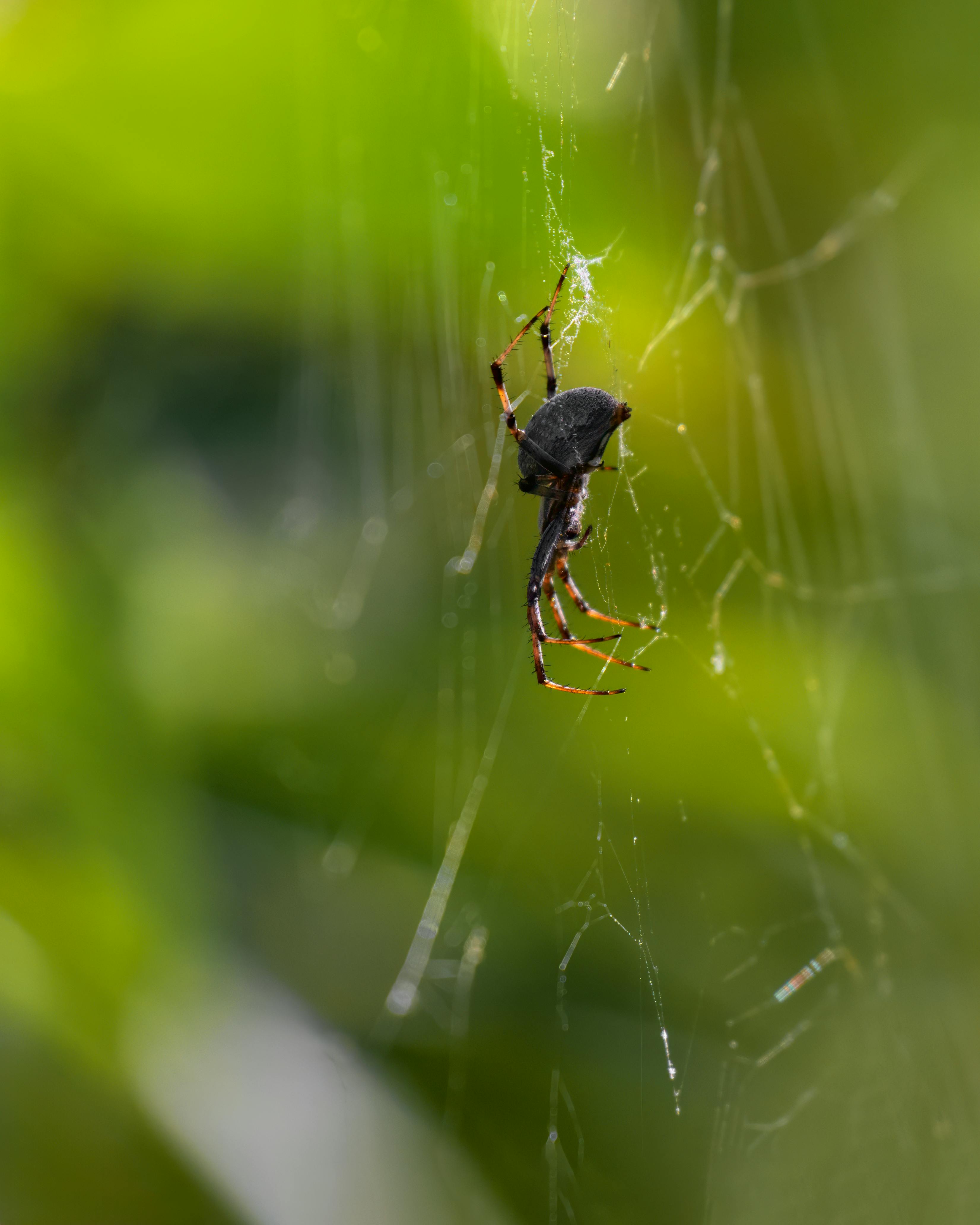 Spider in Green Leaf · Free Stock Photo