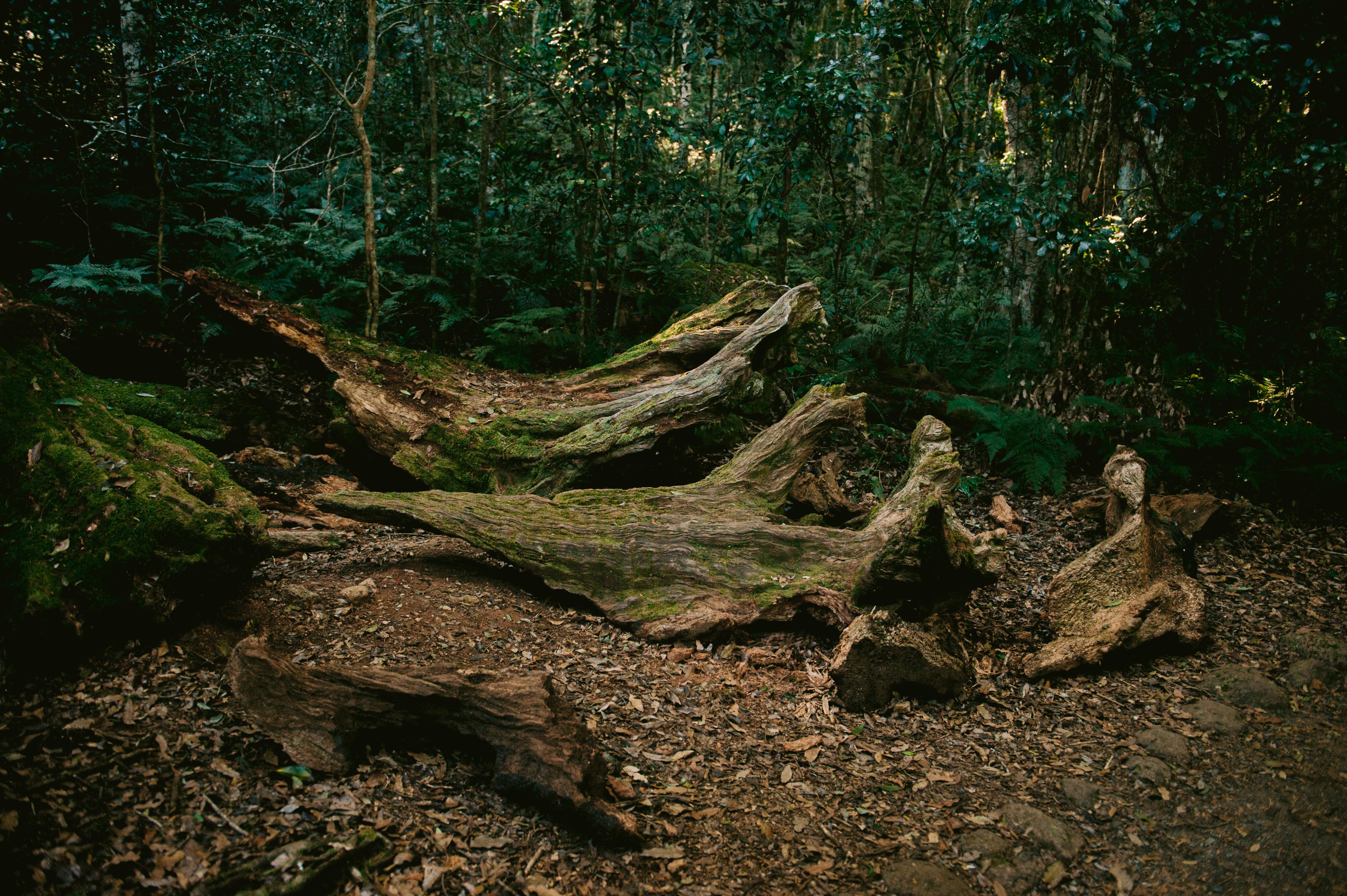 Old Fallen Tree Trunks in a Forest · Free Stock Photo