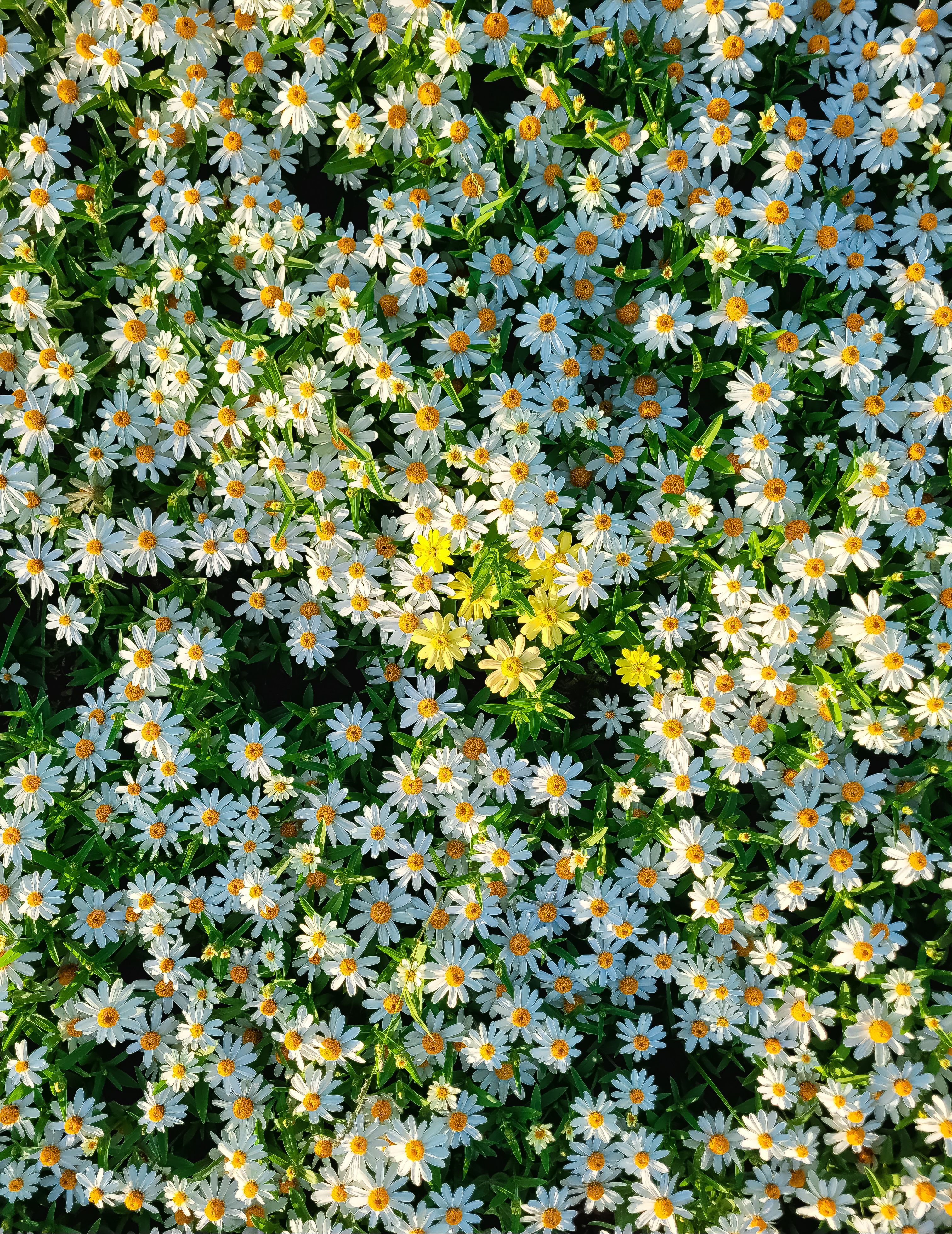 Top View of Daisies · Free Stock Photo