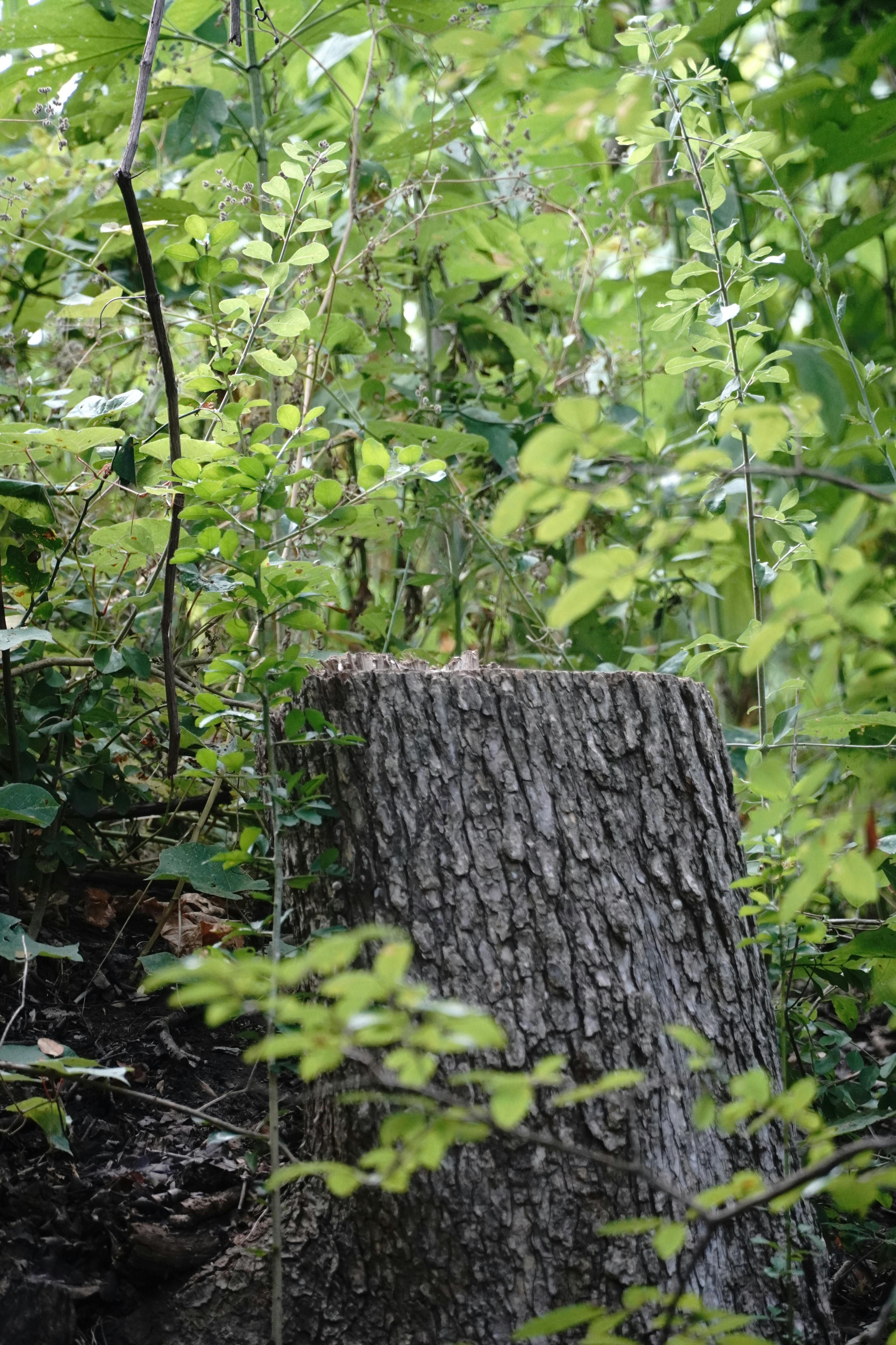 Green Plants around Tree Trunk · Free Stock Photo