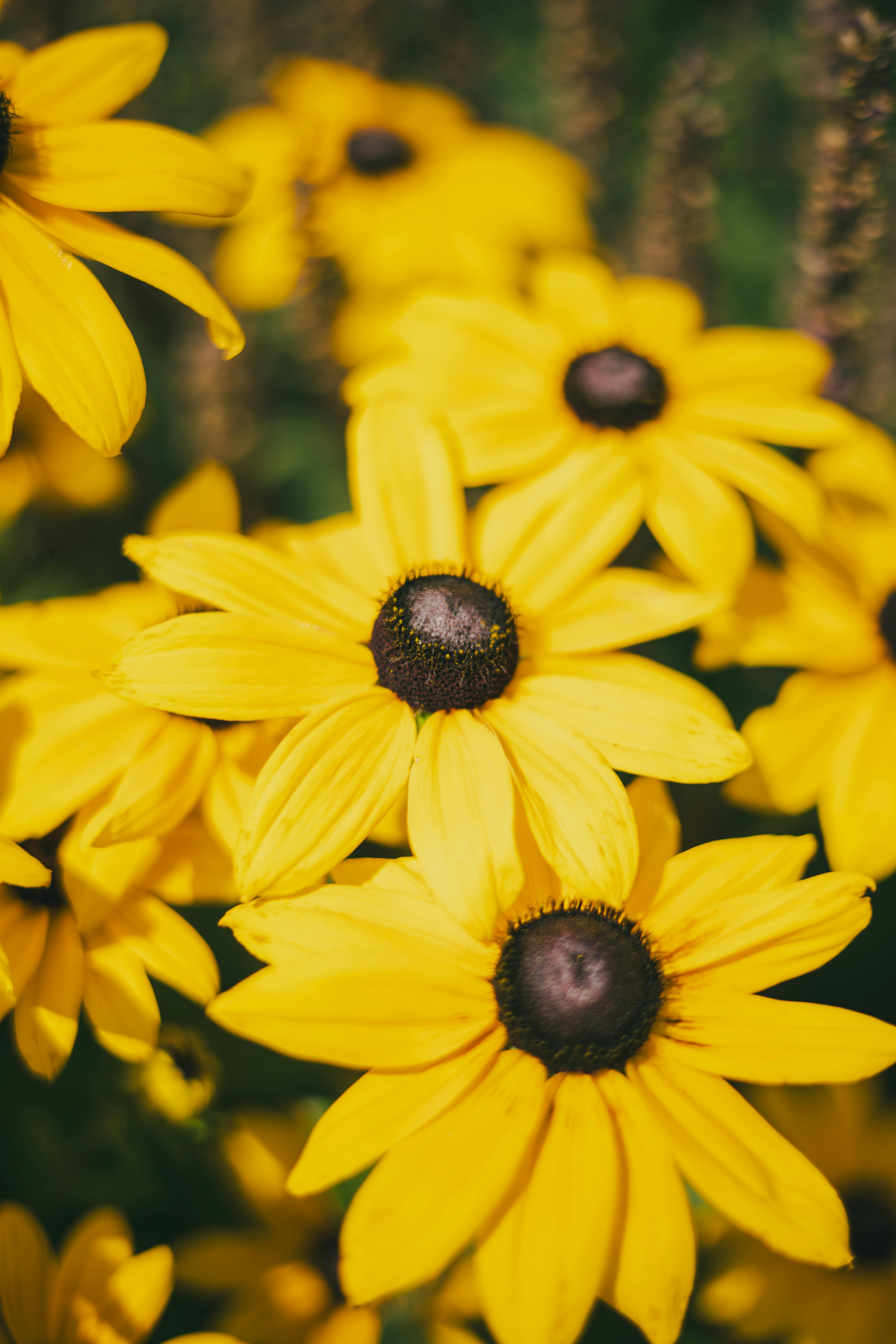 Blm And Yellow Photos, Download The BEST Free Blm And Yellow Stock ...