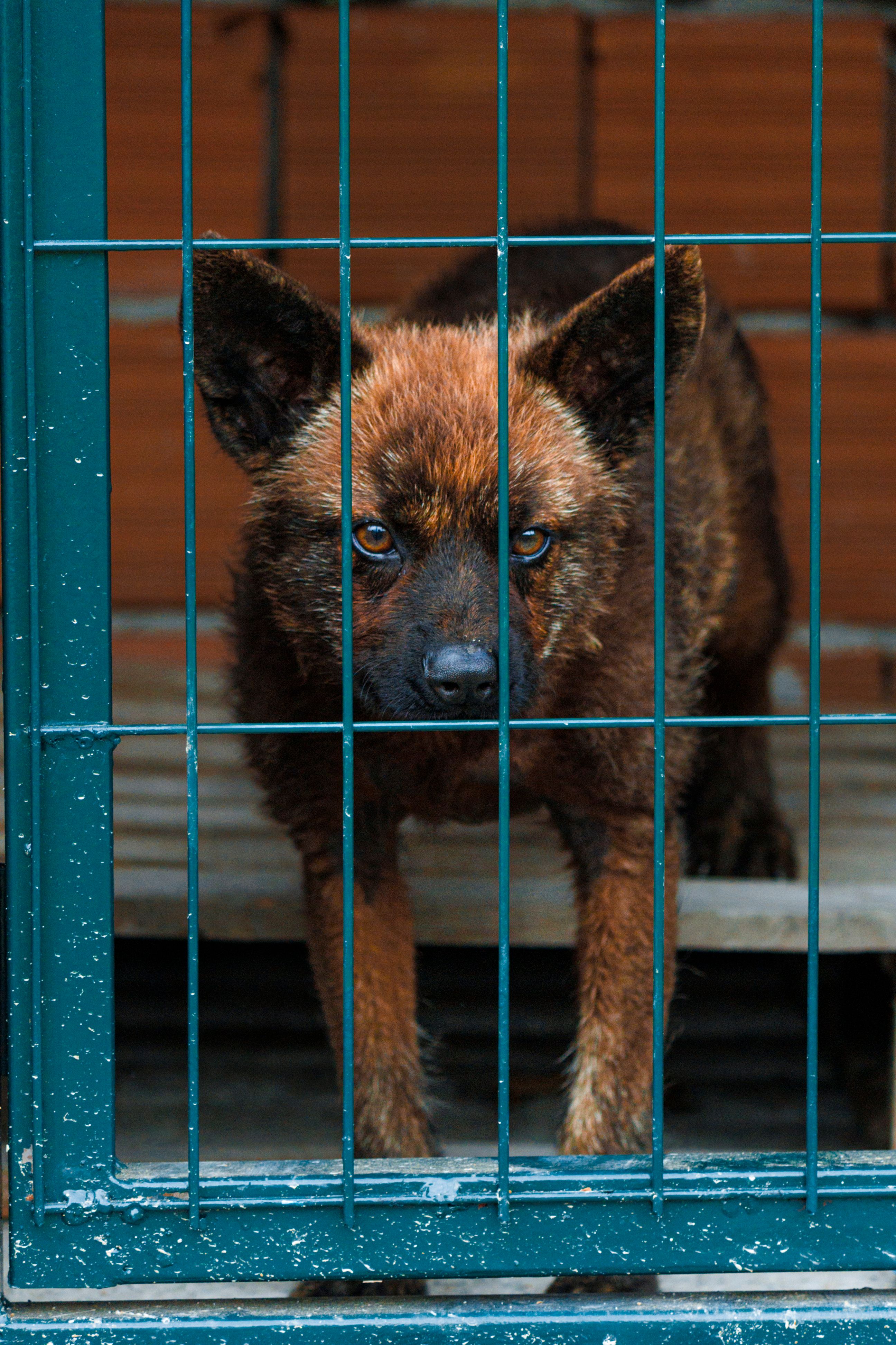 Brown Dog behind Blue Barred Door · Free Stock Photo