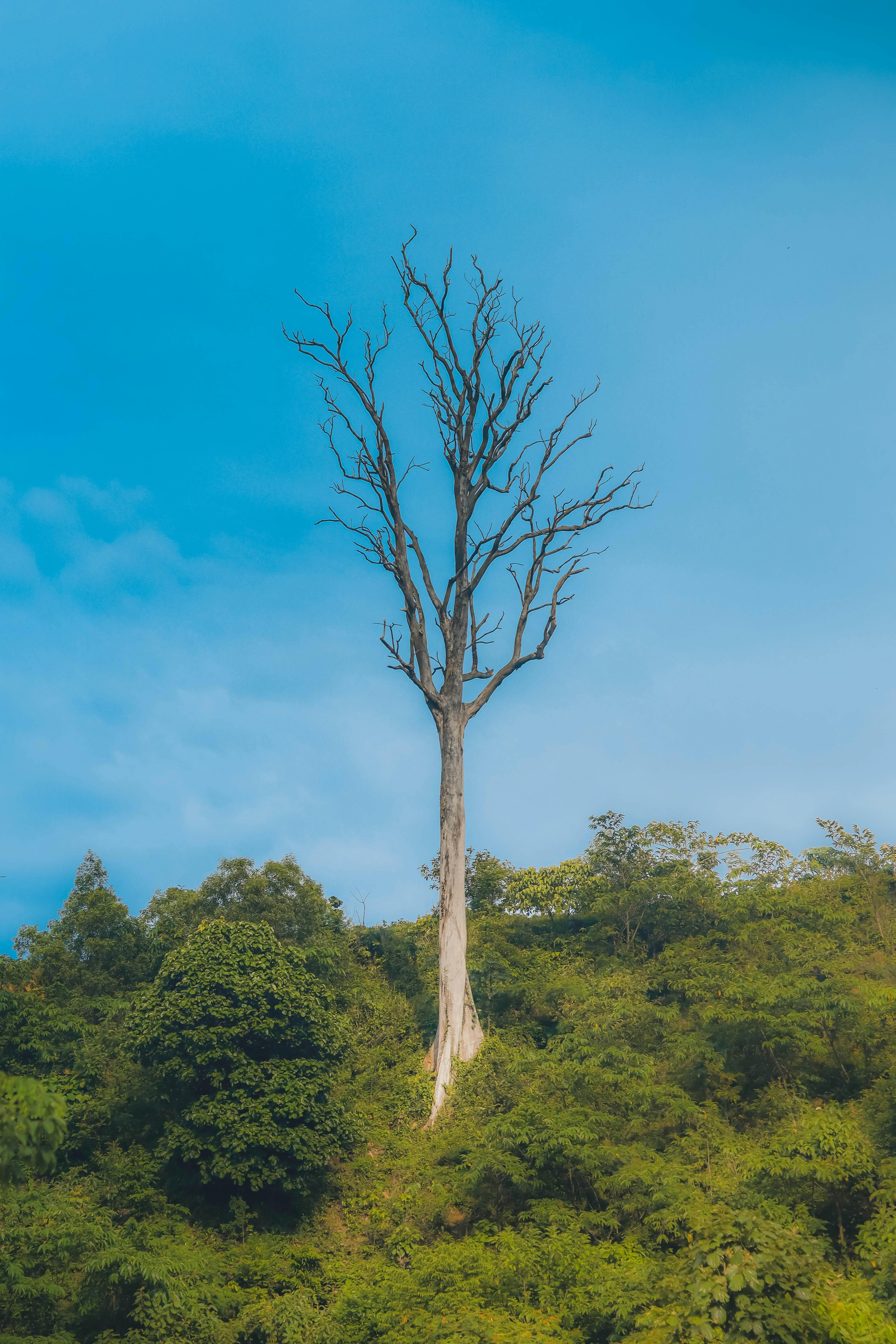 Withered Tree over Forest · Free Stock Photo