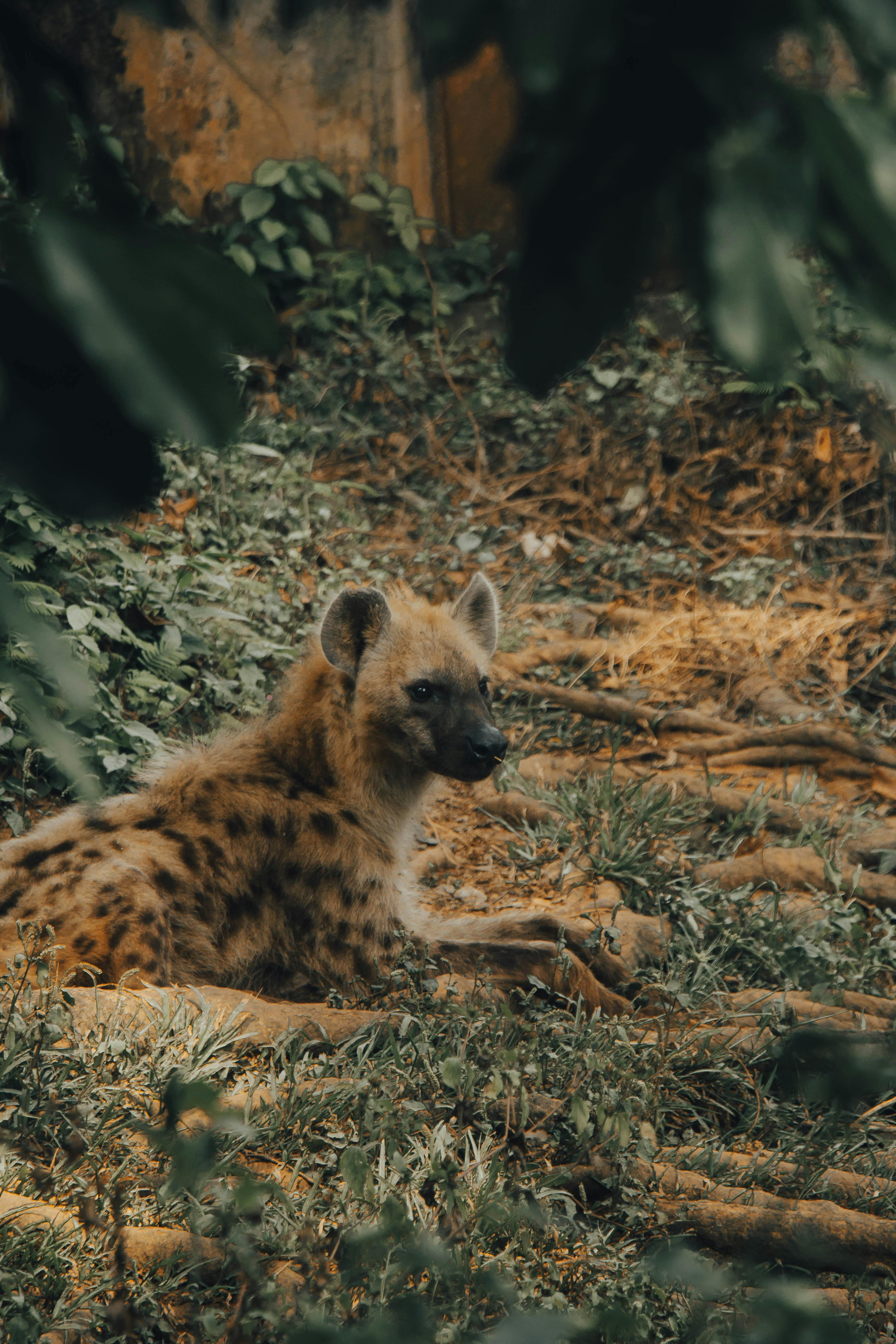 2 Hyenas on Grass Land during Daytime · Free Stock Photo