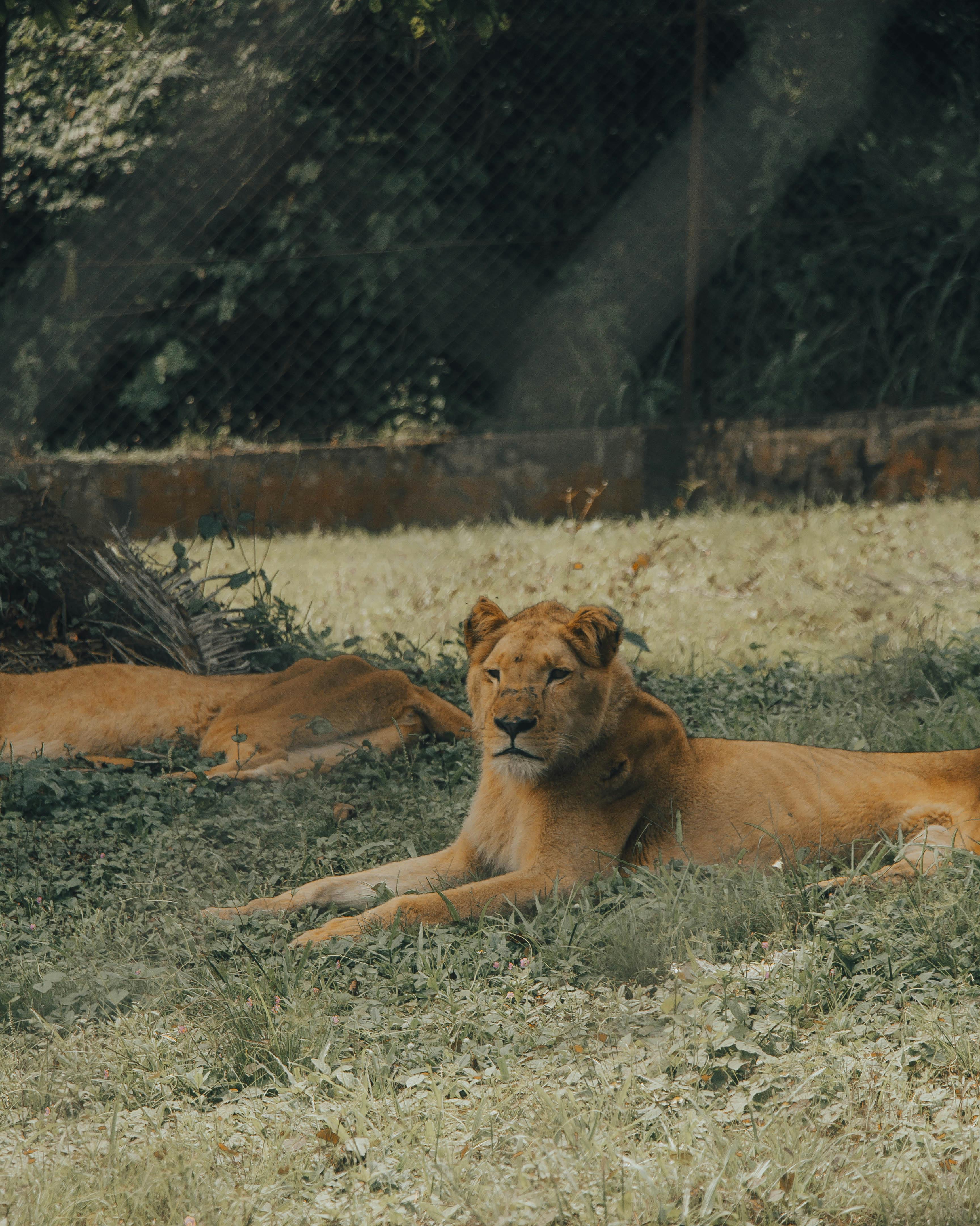 Lioness Sleeping on the Sand in the Zoo Enclosure · Free Stock Photo
