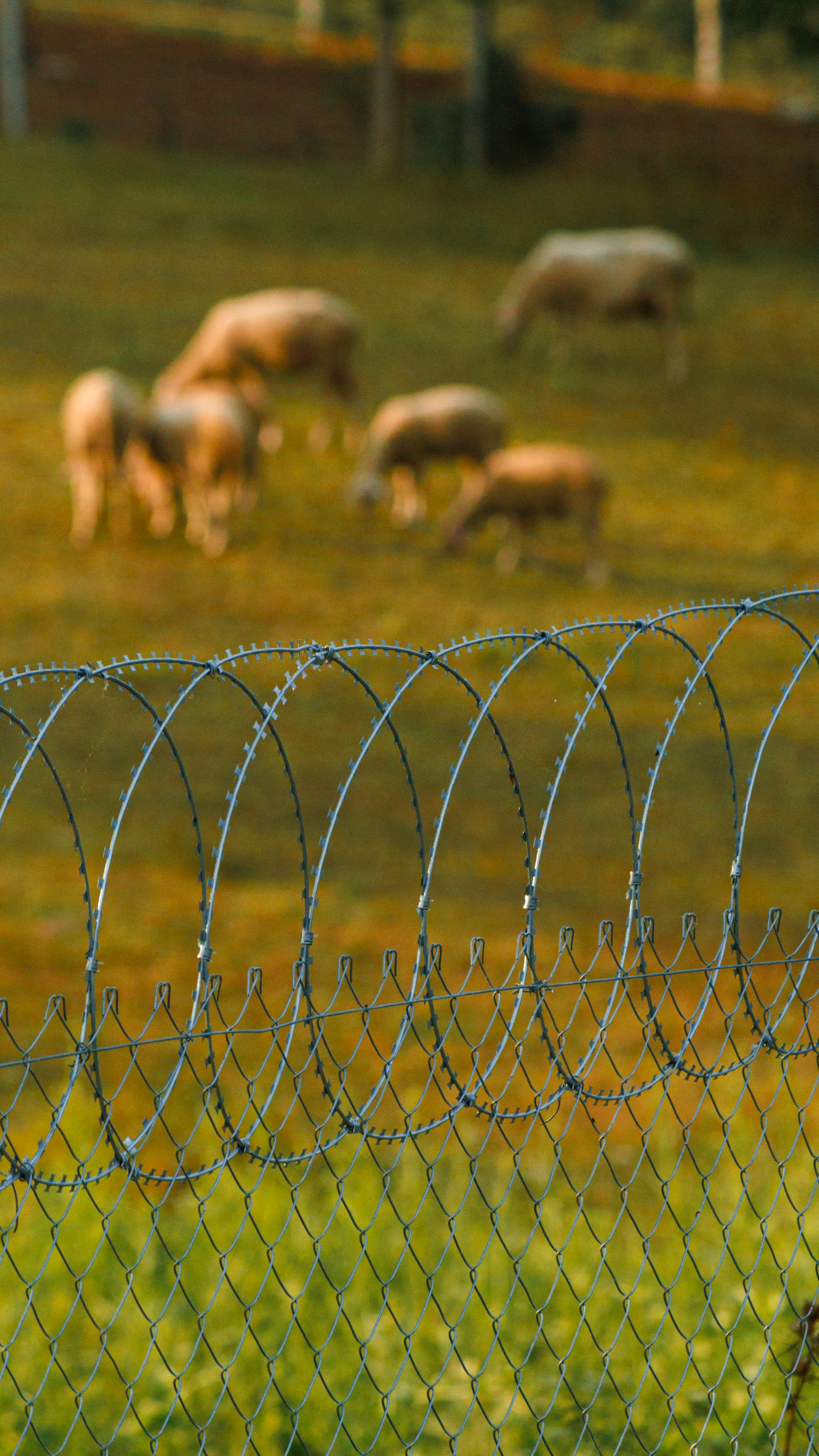Spiral Razor Wire Fence at a Pasture for Grazing Animals · Free Stock Photo
