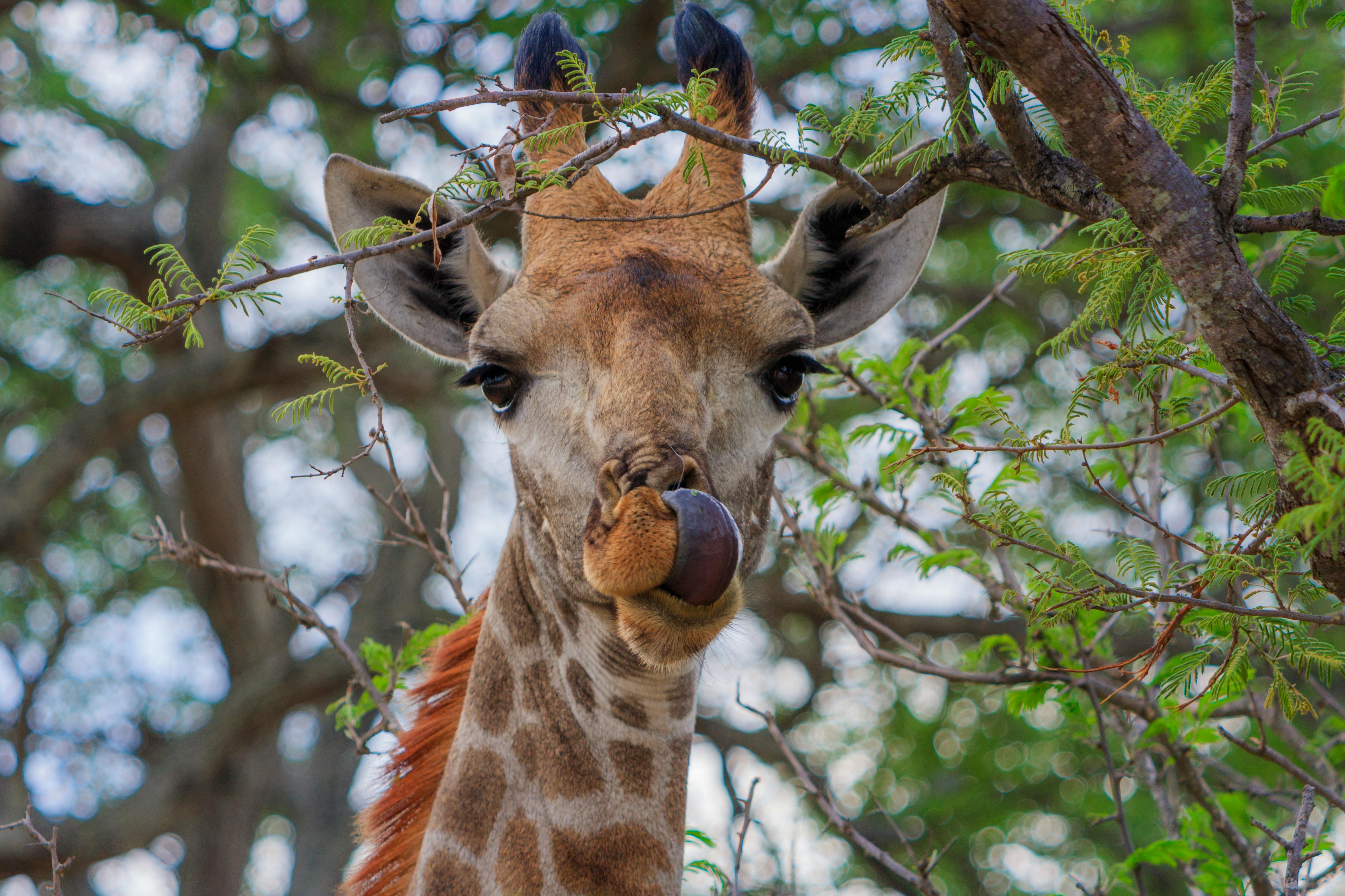 Close-Up Photo of a Giraffe Licking its Lips · Free Stock Photo