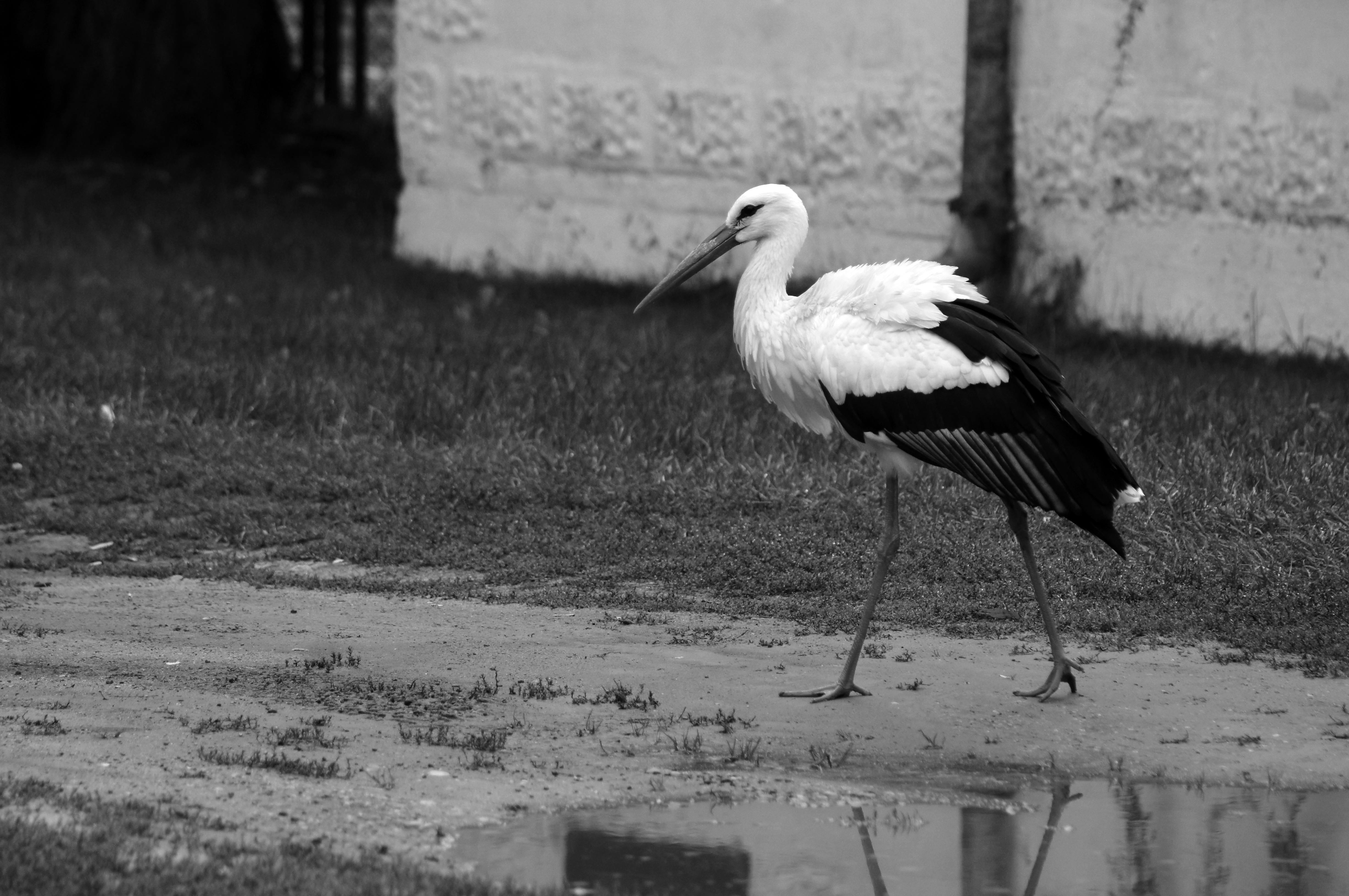 Flower Stork Photos, Download The BEST Free Flower Stork Stock Photos ...