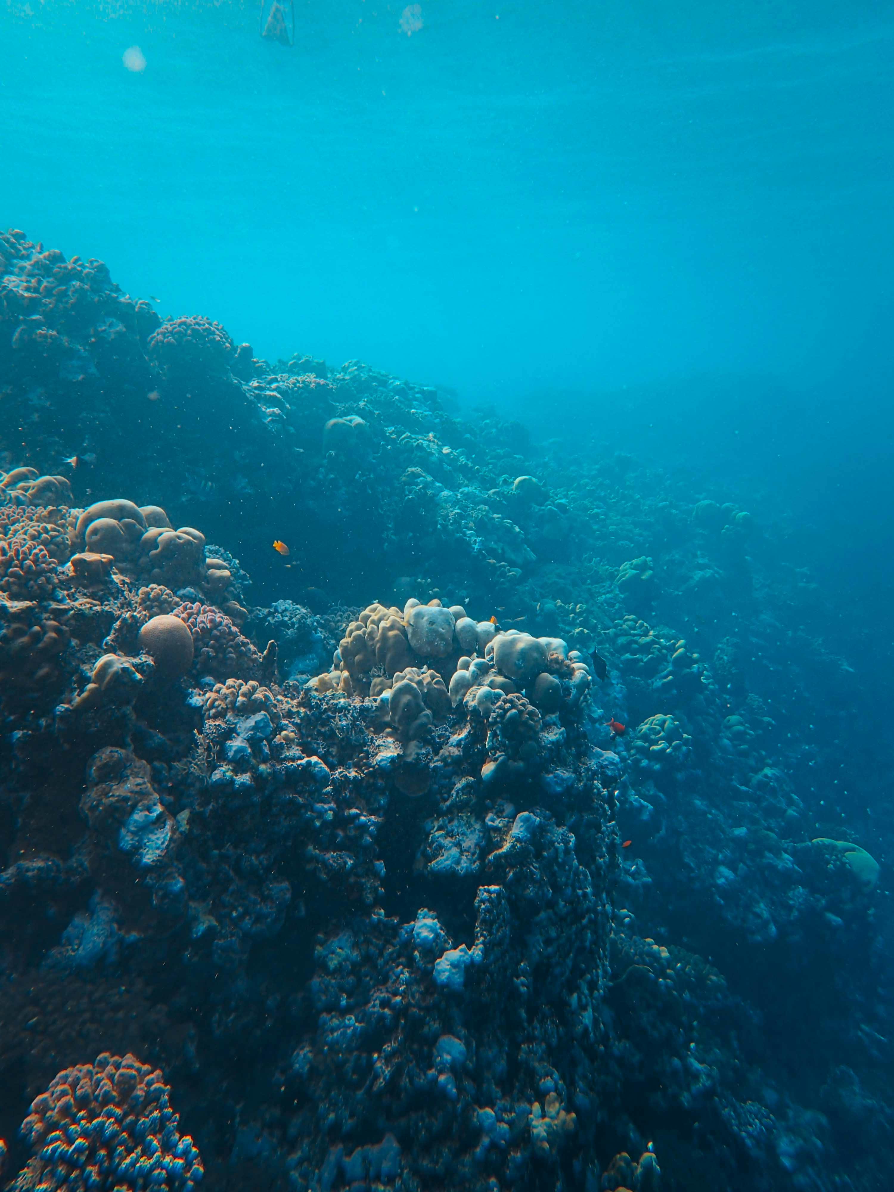 Coral Reef on a Seafloor · Free Stock Photo