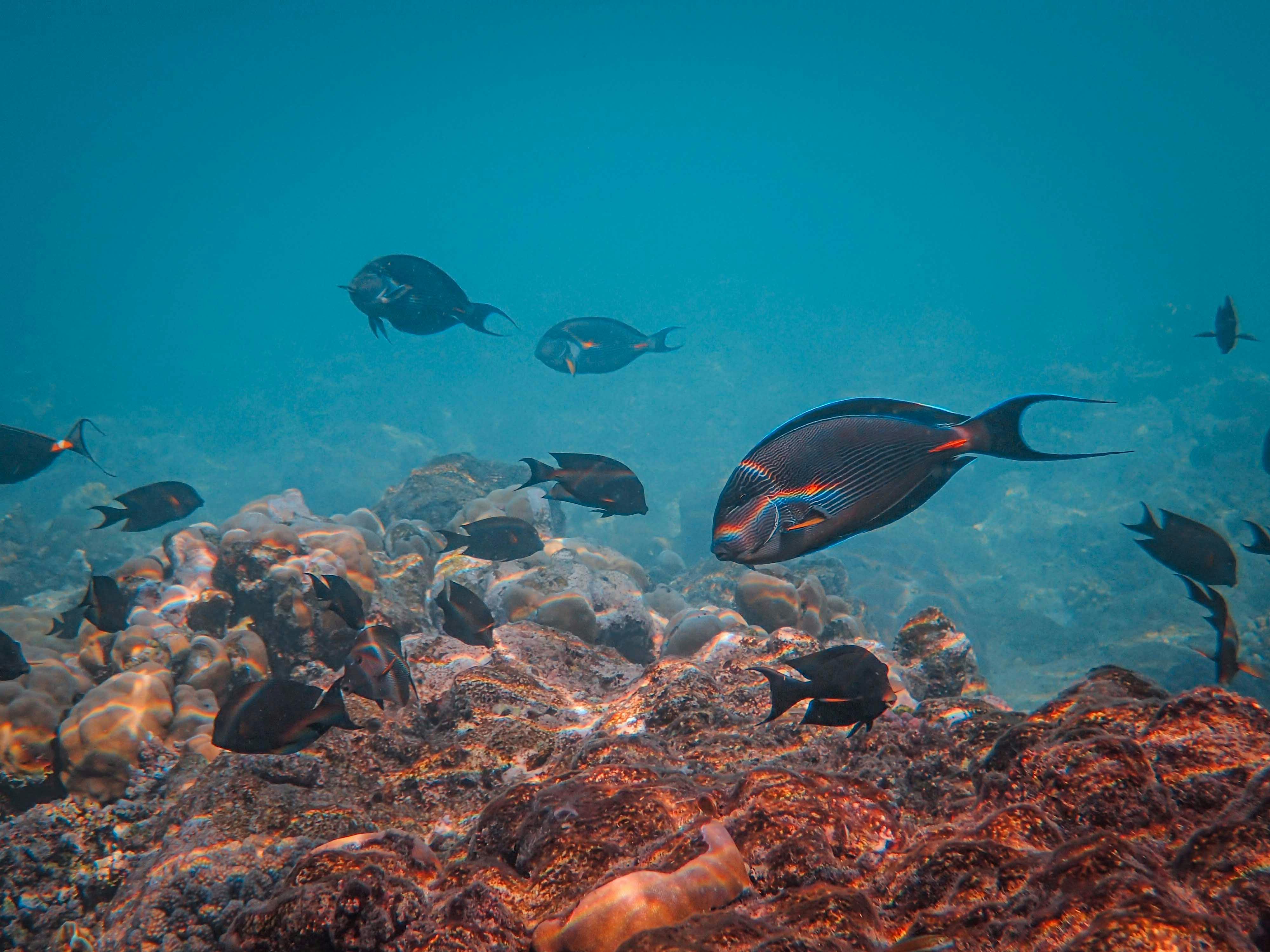 Gray Fish · Free Stock Photo