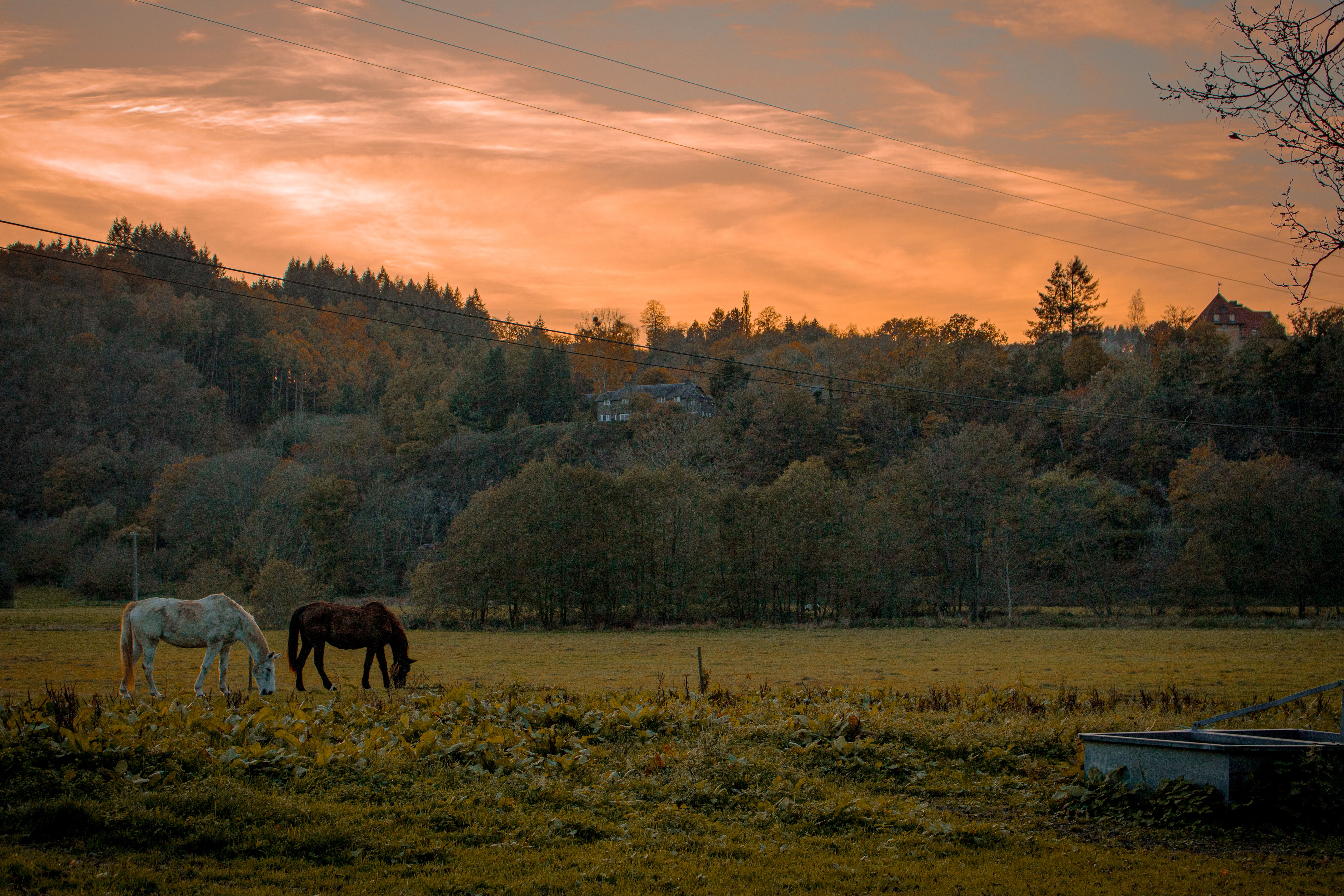 Two Horses Grazing Grass on a Farm Pasture at Sunset · Free Stock Photo