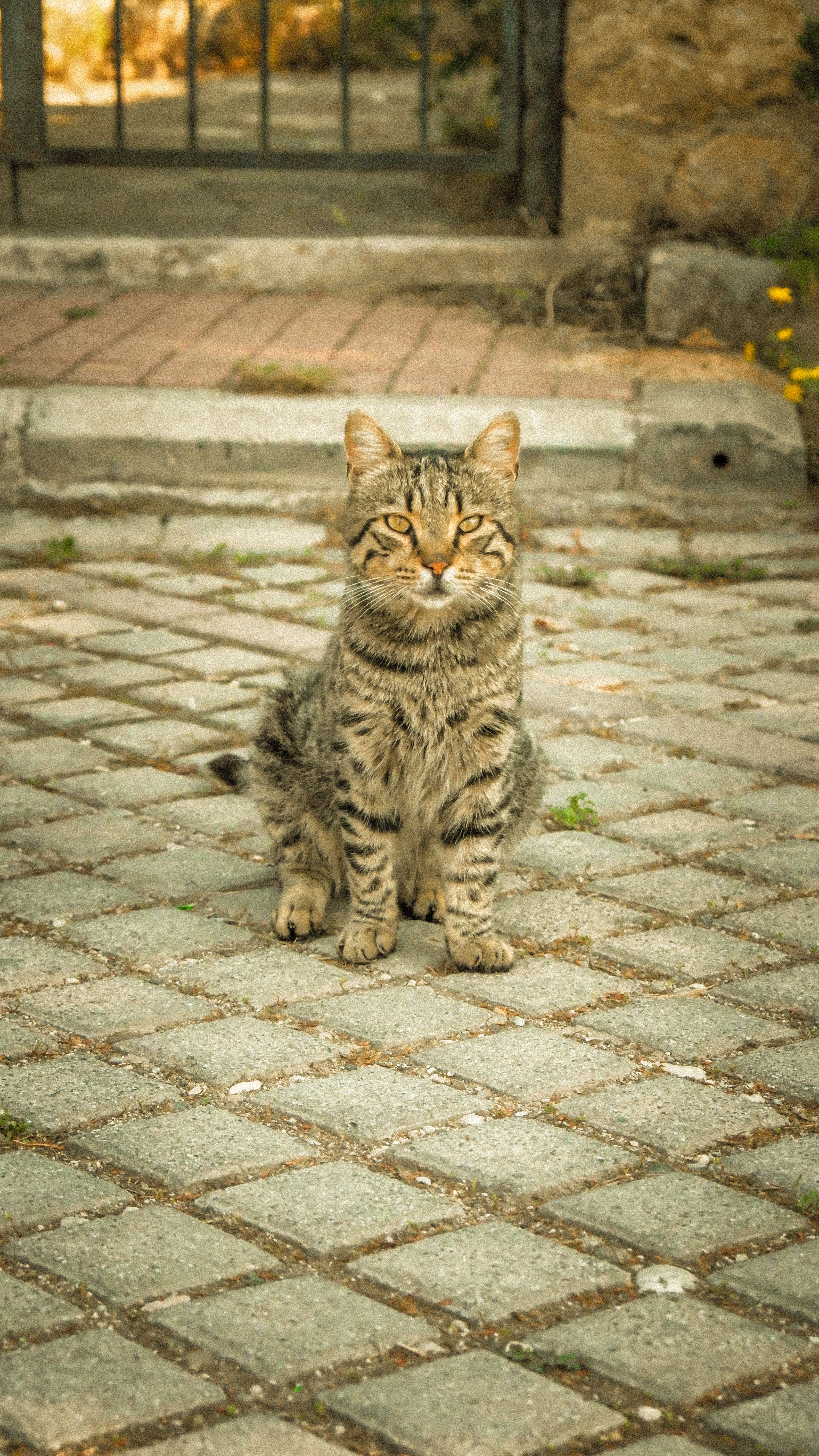 Feral Tabby Cat Sitting on Pavement · Free Stock Photo
