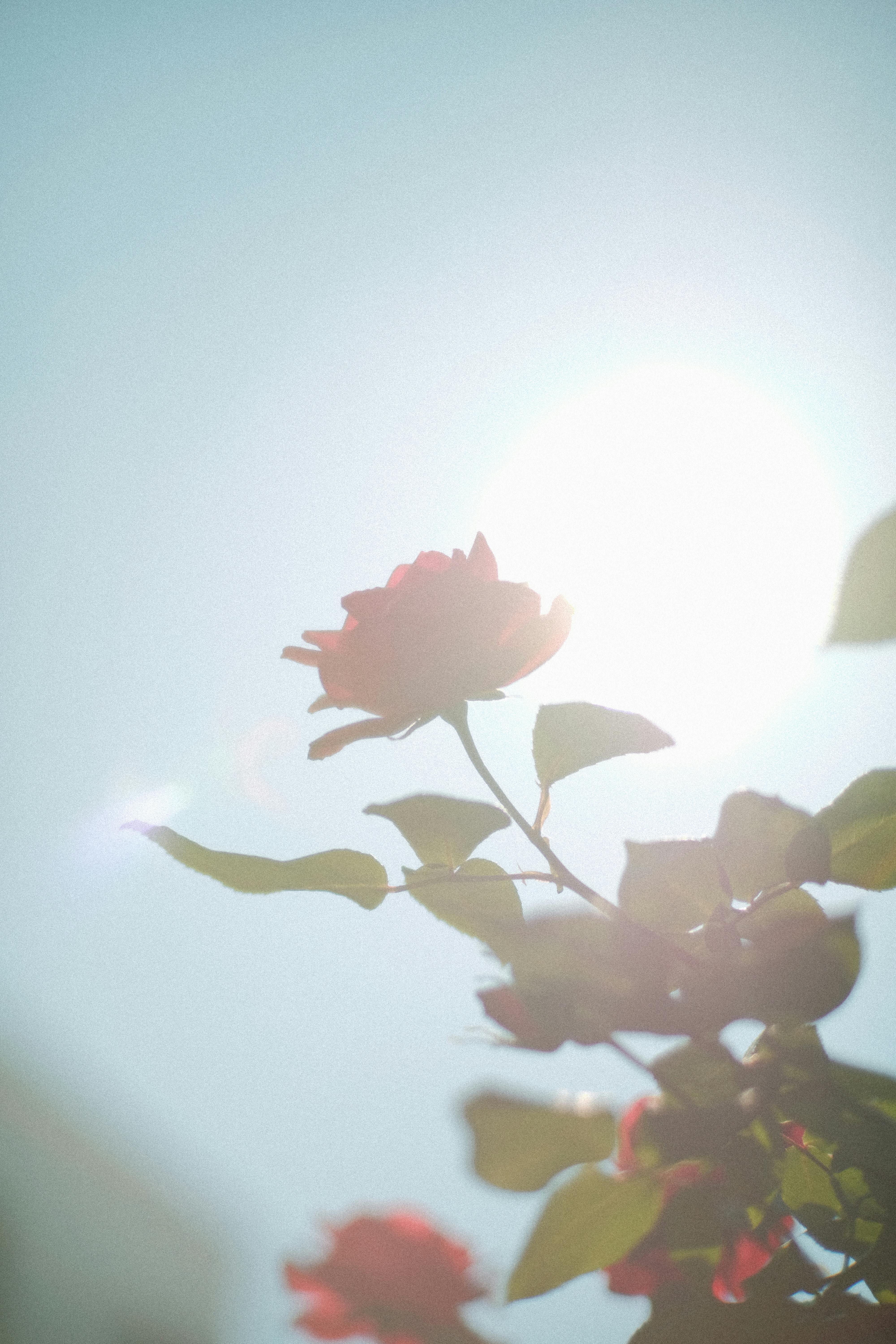 Foto de stock gratuita sobre en flor, flores, hojas, luz del sol, rosa ...